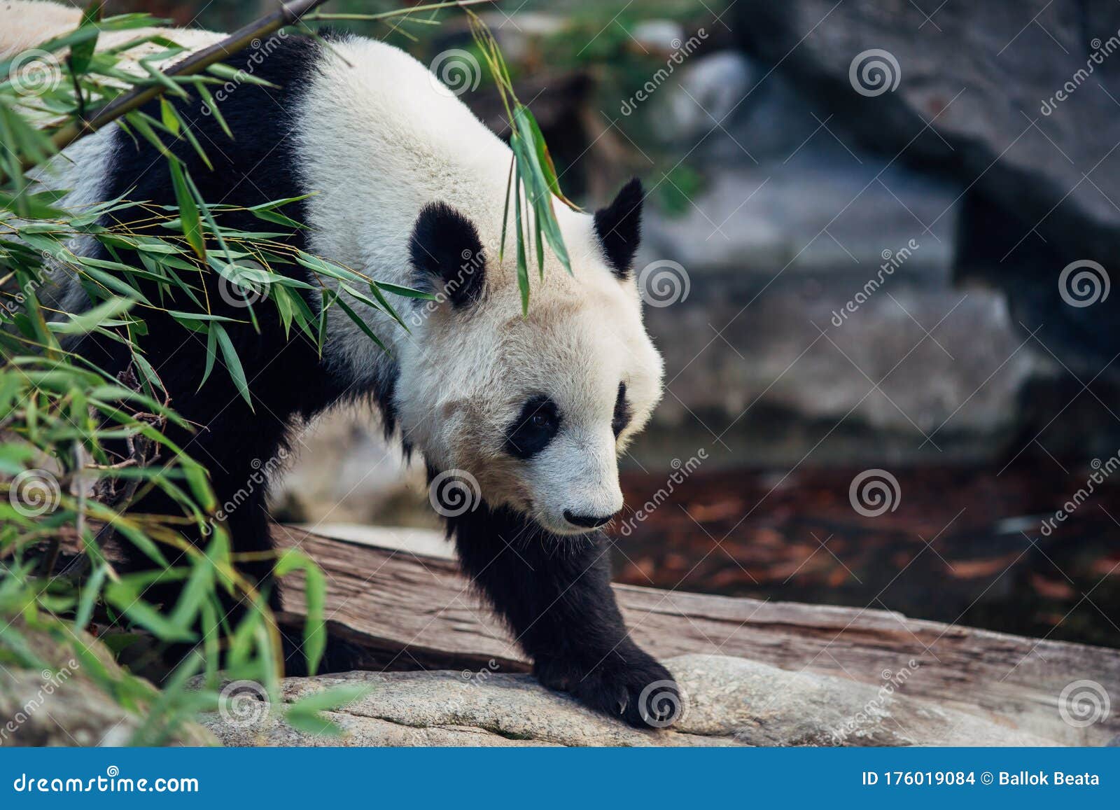 Giant Panda Enjoying and Walking in Nature Stock Photo - Image of ...