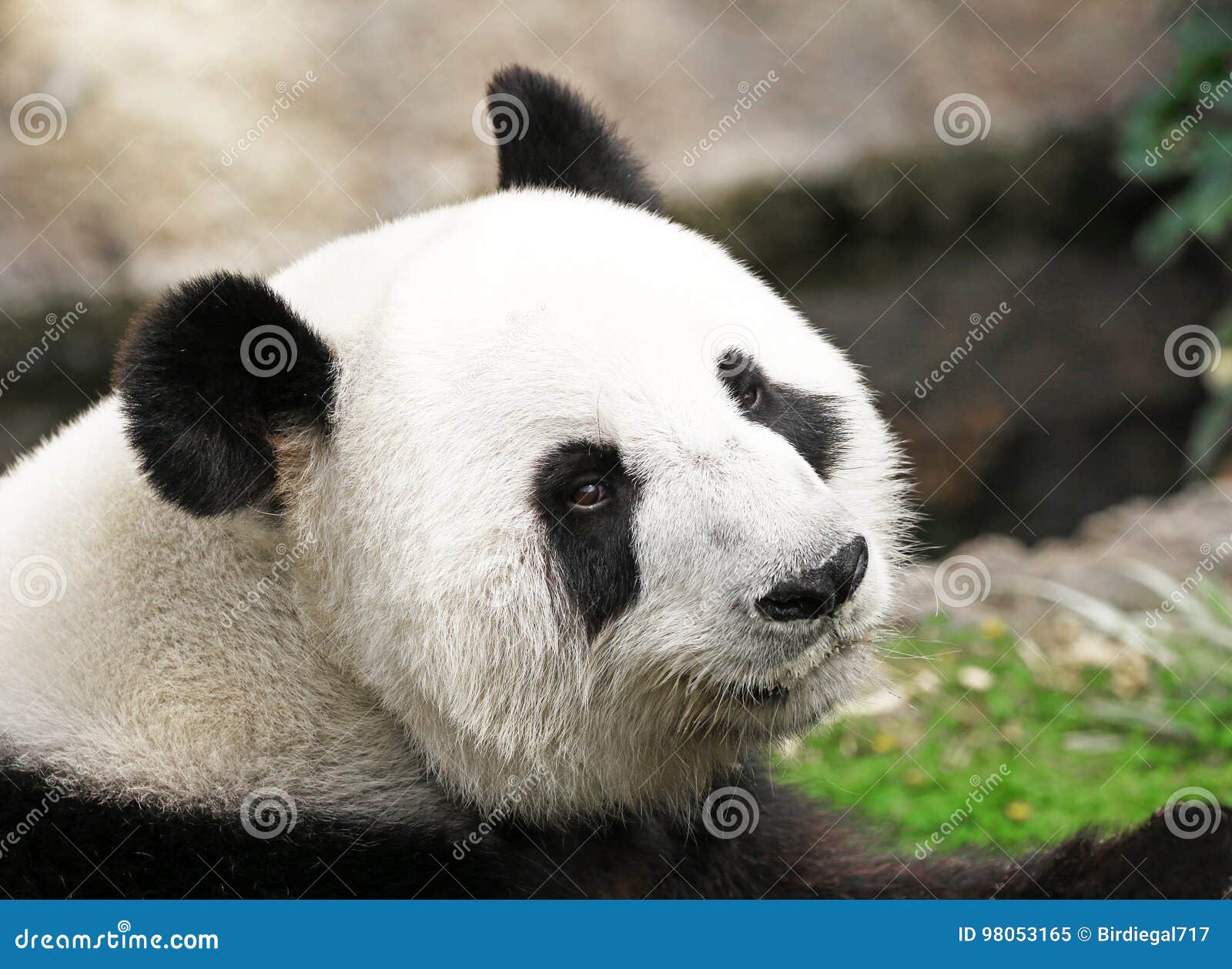 Giant Panda Face Shot, Side Profile, Looking Back at Camera Stock Image ...