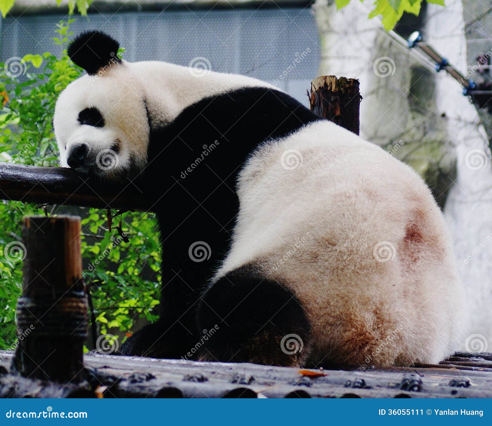 Giant Panda Fell Asleep stock image. Image of panda, white - 36055111