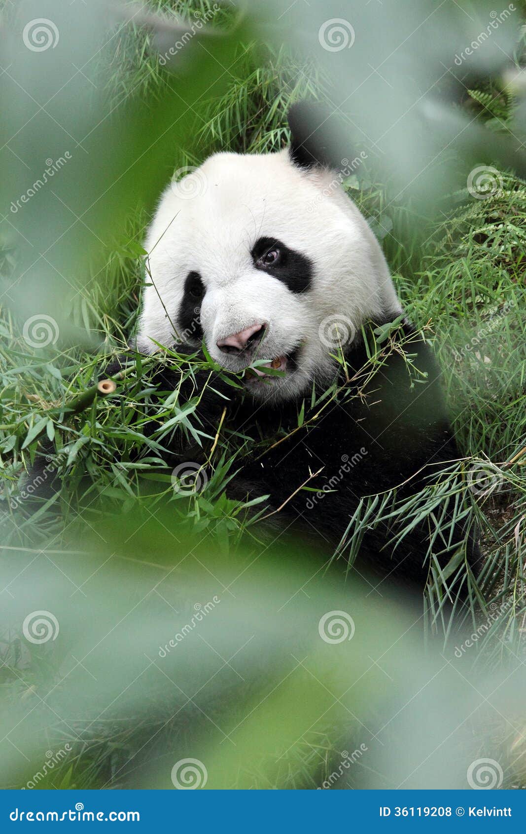 Giant Panda in the Forest (Portrait) Stock Photo - Image of black ...