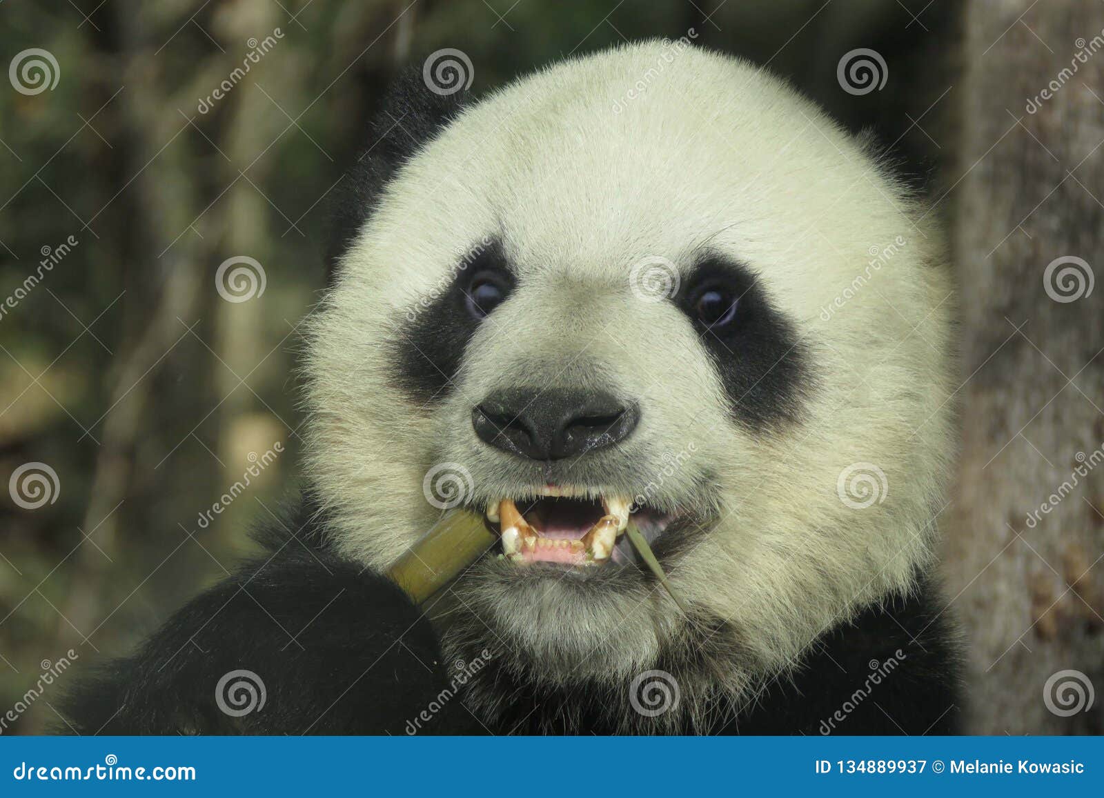 The Giant Panda stock image. Image of white, forest - 134889937