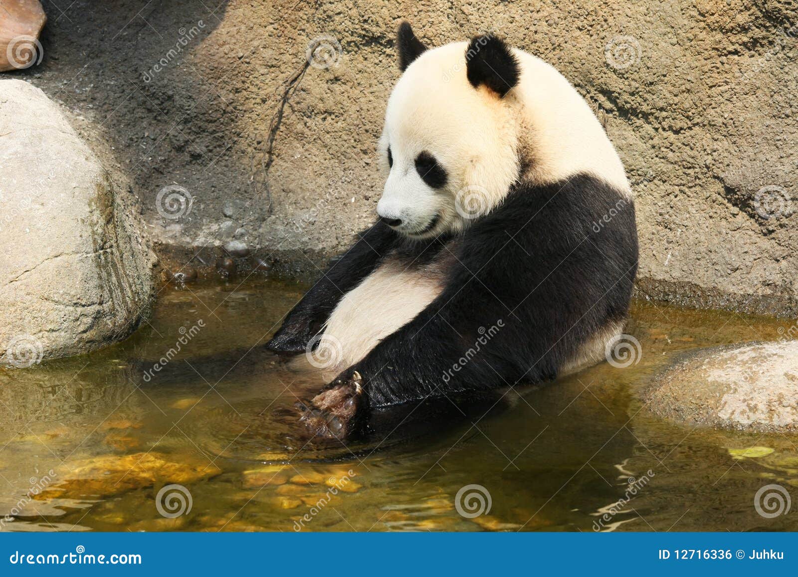 Giant panda having a bath stock photo. Image of wash - 12716336
