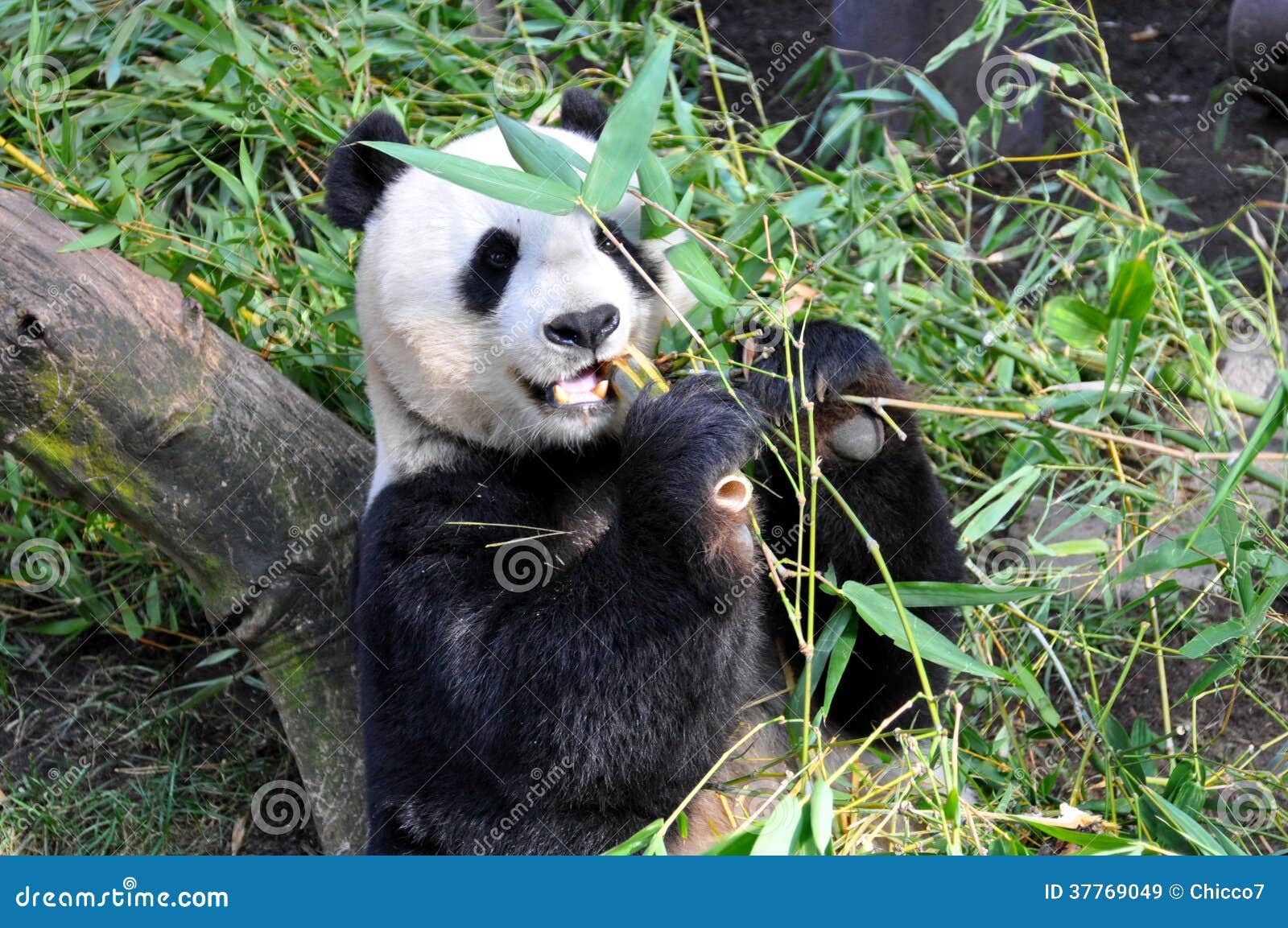 Giant Panda Having Lunch at San Diego Zoo Editorial Stock Image - Image ...