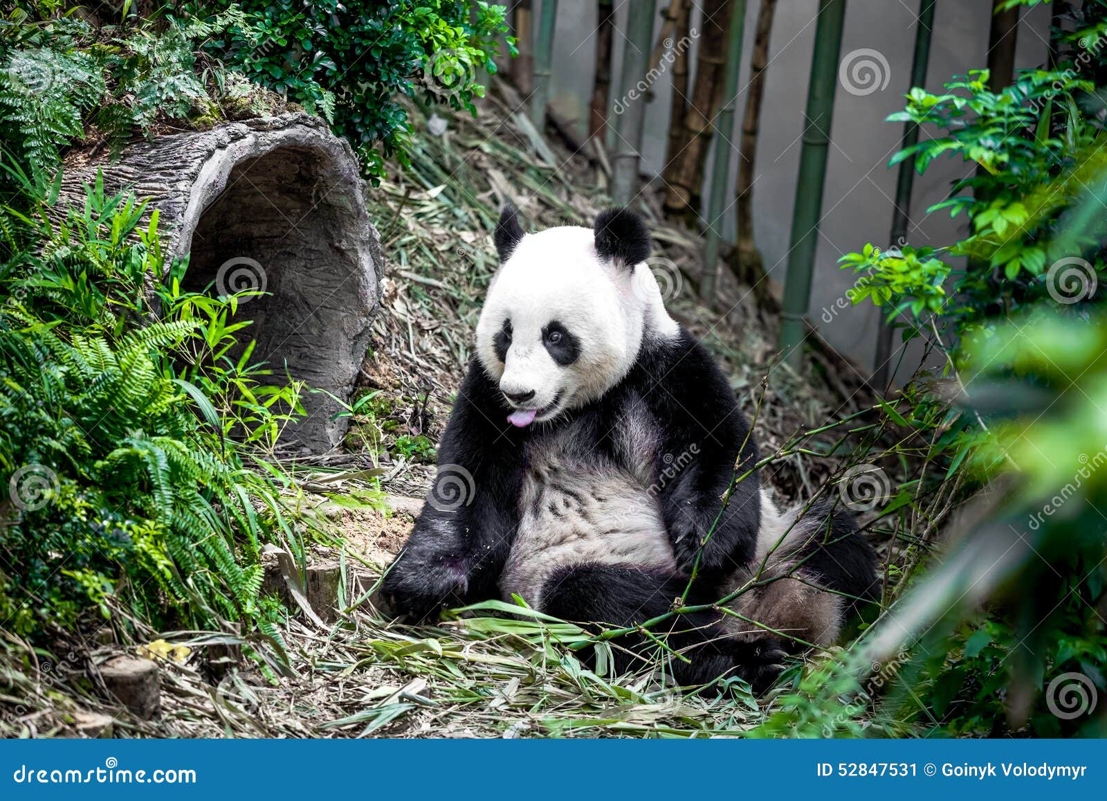 Giant panda stock image. Image of hungry, animal, black - 52847531
