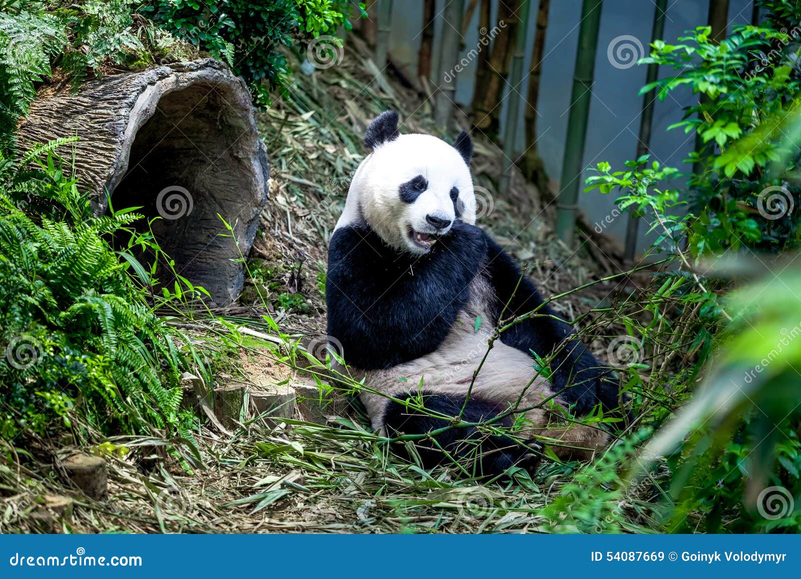 Giant panda stock image. Image of endangered, chengdu - 54087669
