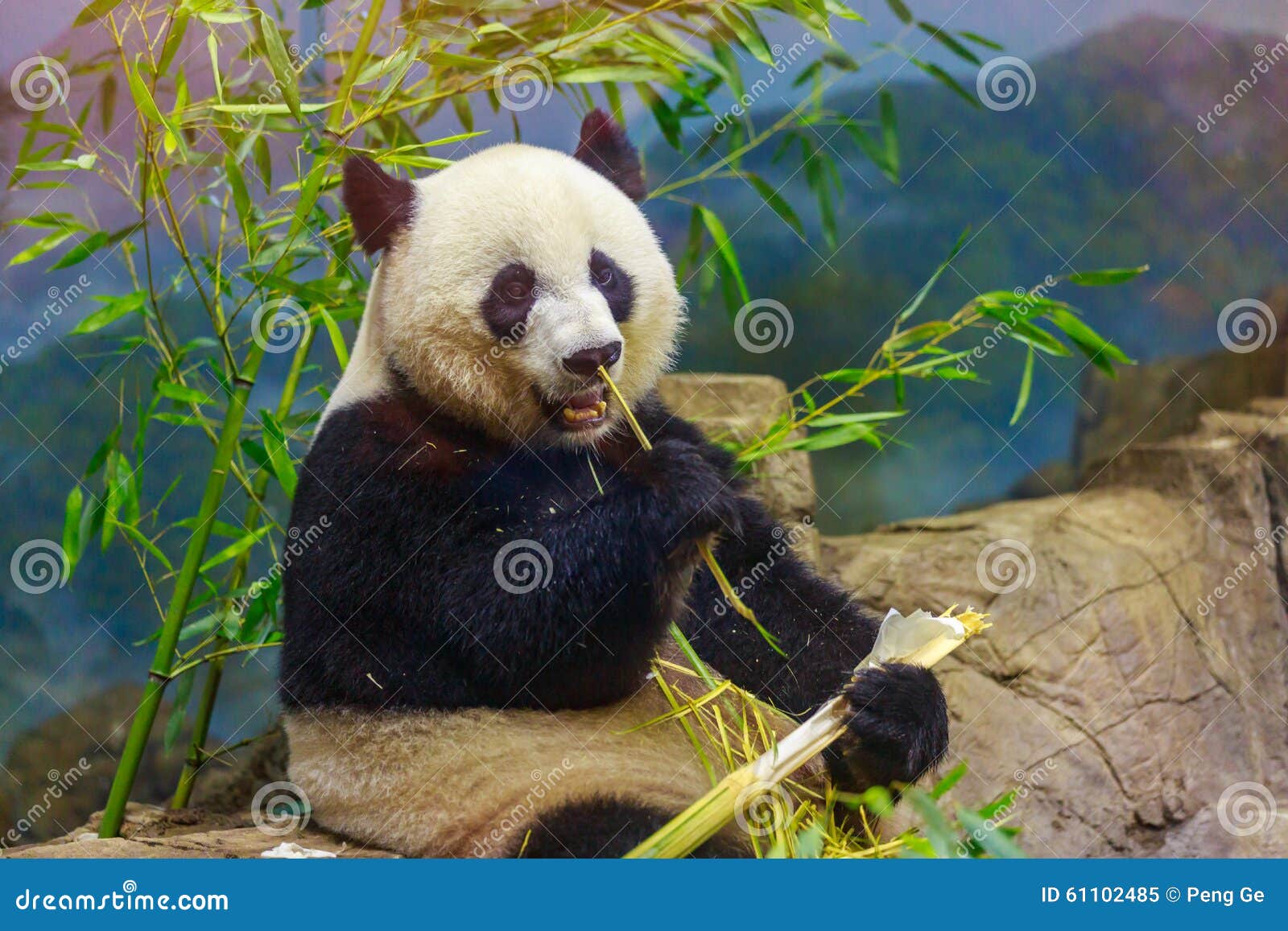 Giant Panda stock image. Image of united, america, eating - 61102485