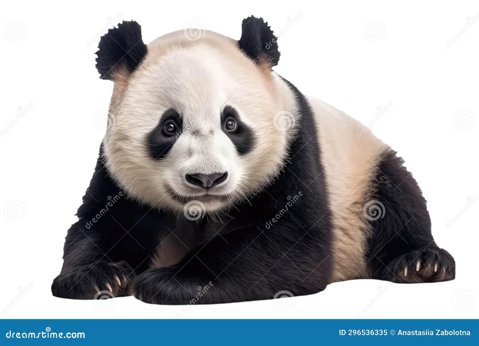 Giant Panda on Isolated White Background Stock Illustration ...