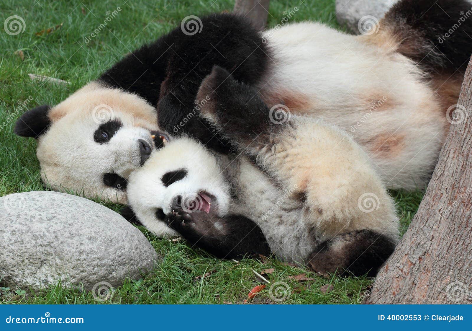 Giant panda with its cub stock image. Image of bears - 40002553