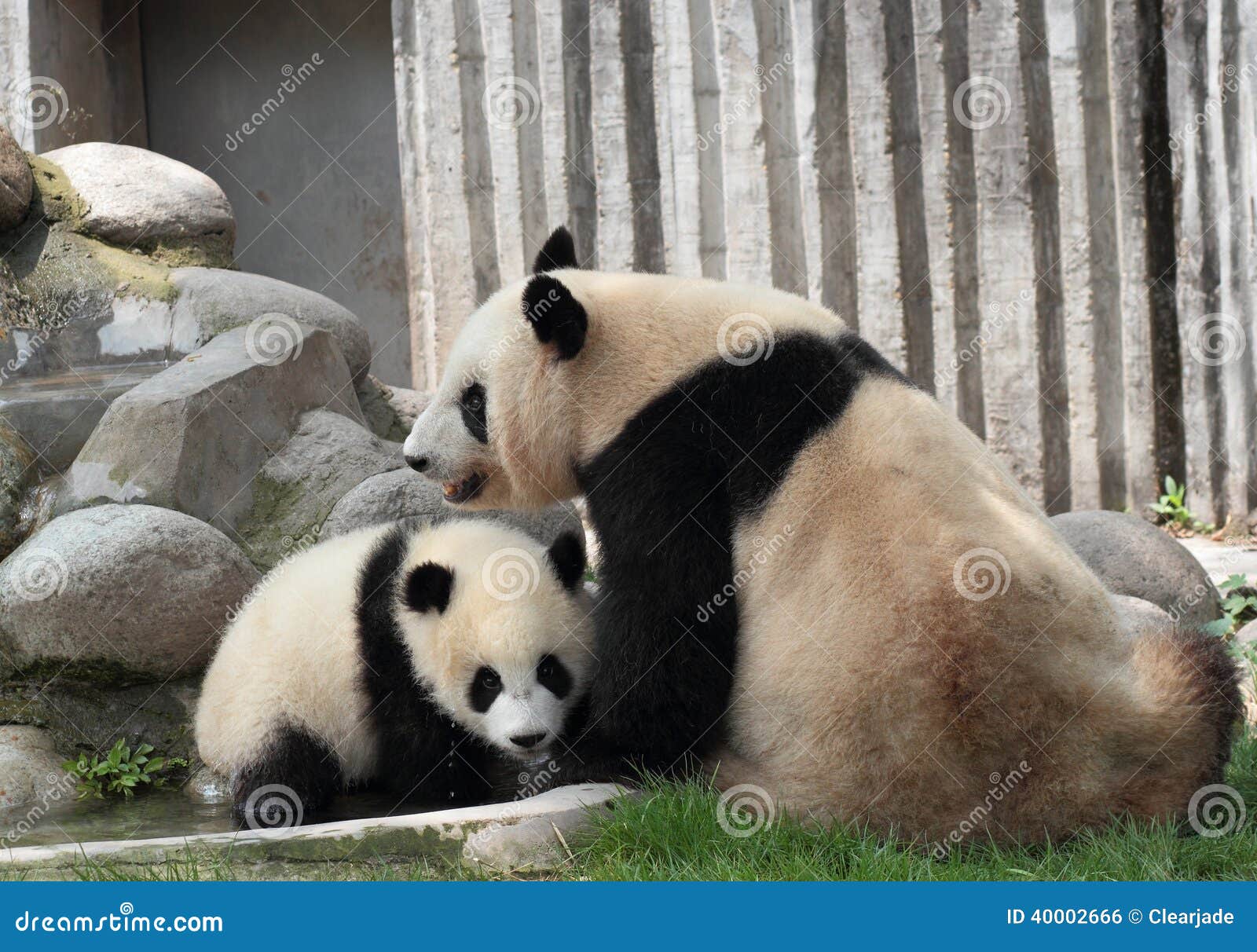 Giant panda with its cub stock photo. Image of chinese - 40002666