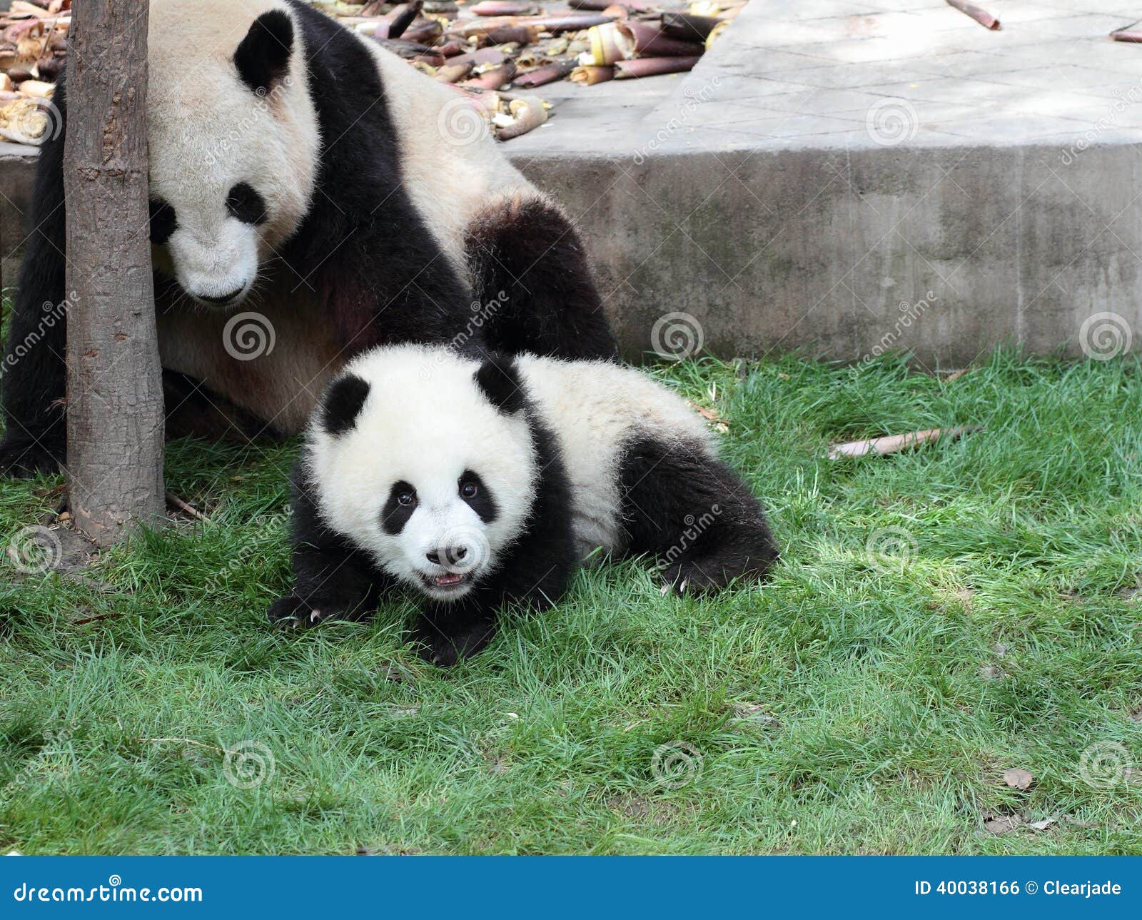 Giant panda with its cub stock photo. Image of baby, lovable - 40038166