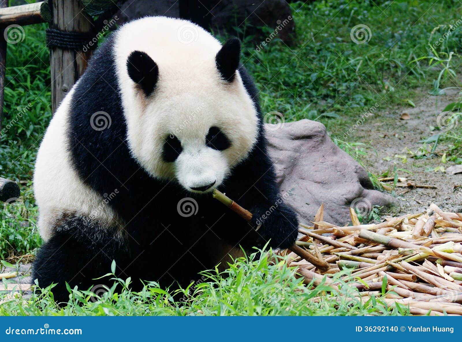 Giant Panda and Its Lunch stock photo. Image of nature - 36292140