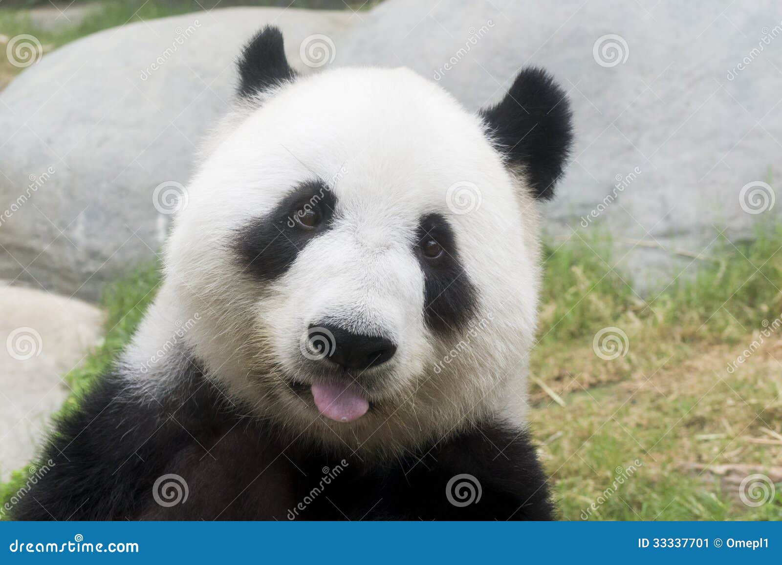 Giant Panda stock image. Image of special, wildlife, asian - 33337701
