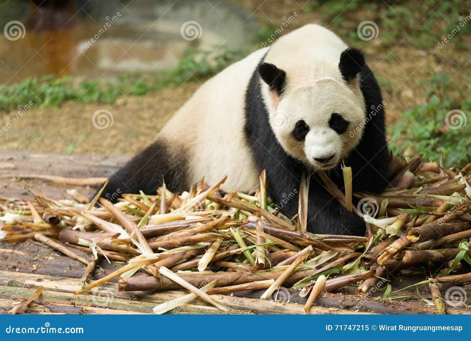 The Giant Panda Looking Bamboo Stock Image - Image of panda, mammal ...