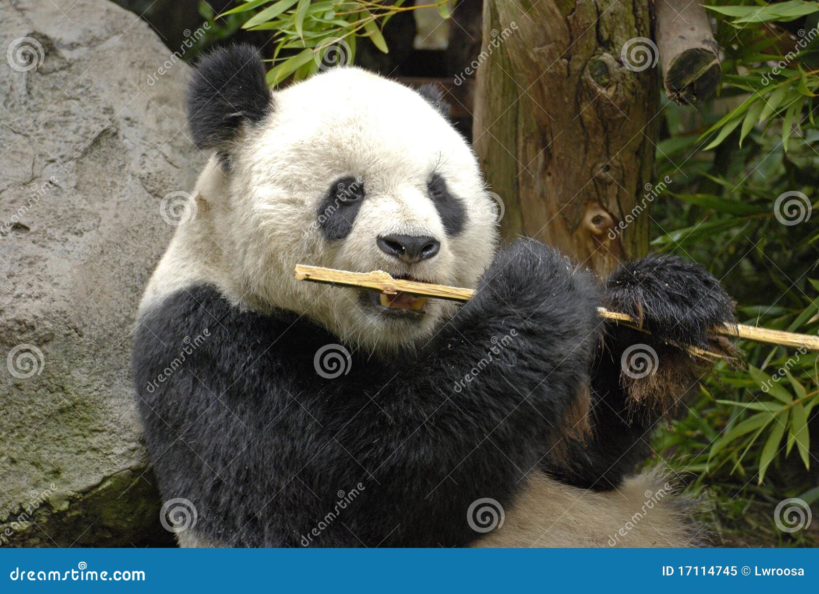 Giant Panda at Lunch editorial image. Image of panda - 17114745