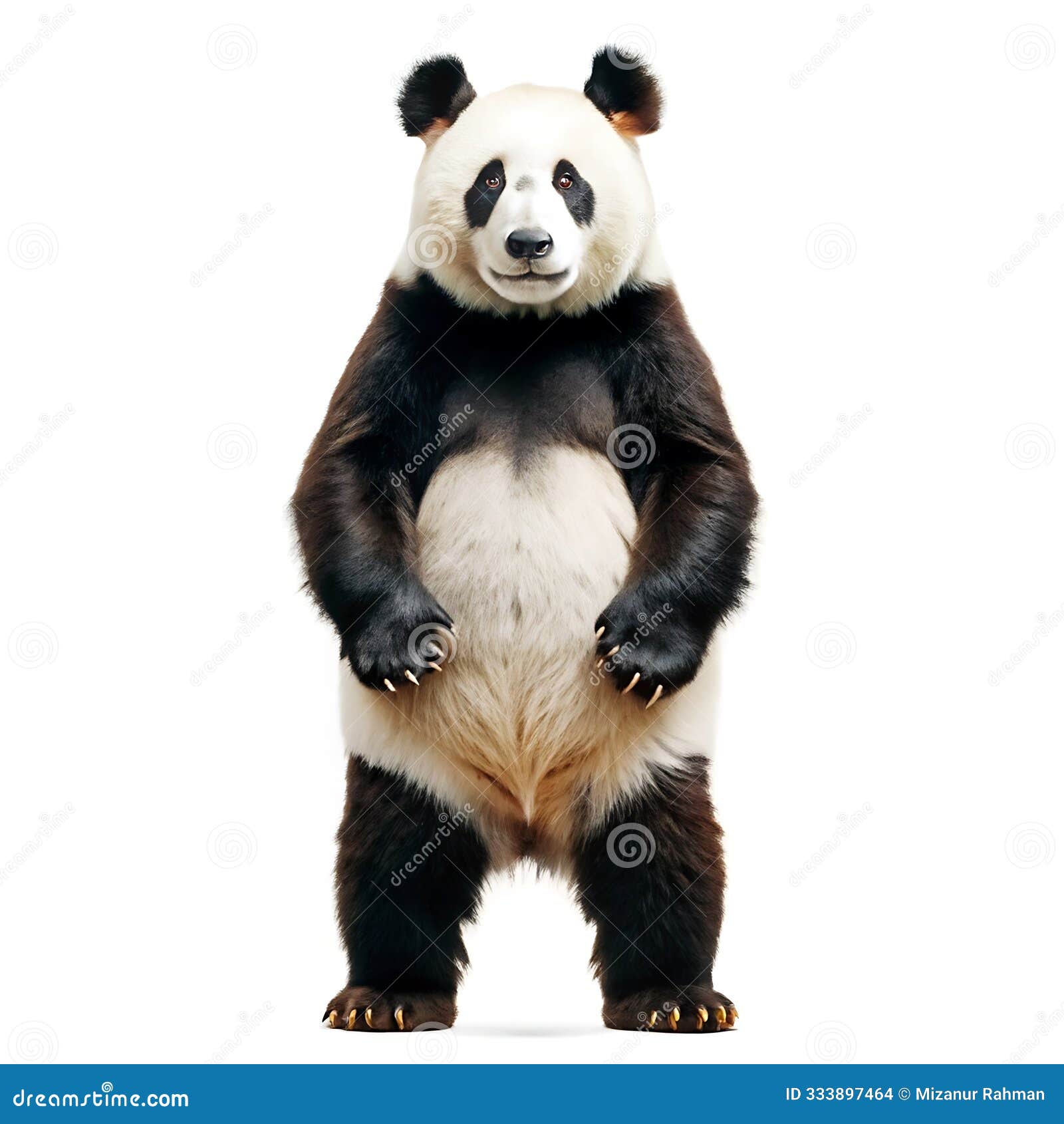 Giant Panda, Outline, Silhouette Background White Stock Photography ...