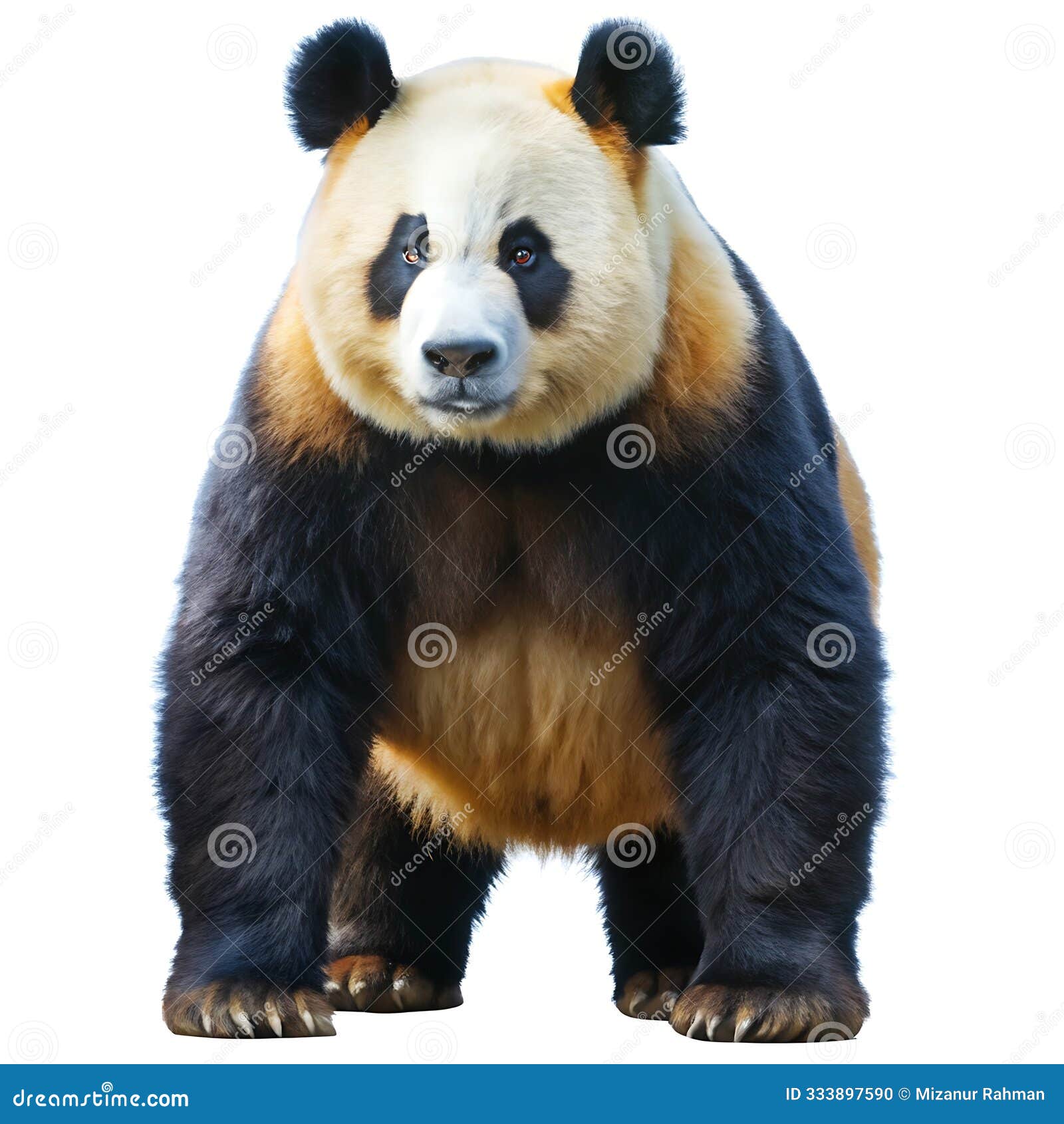 Giant Panda, Outline, Silhouette Background White Stock Photography ...