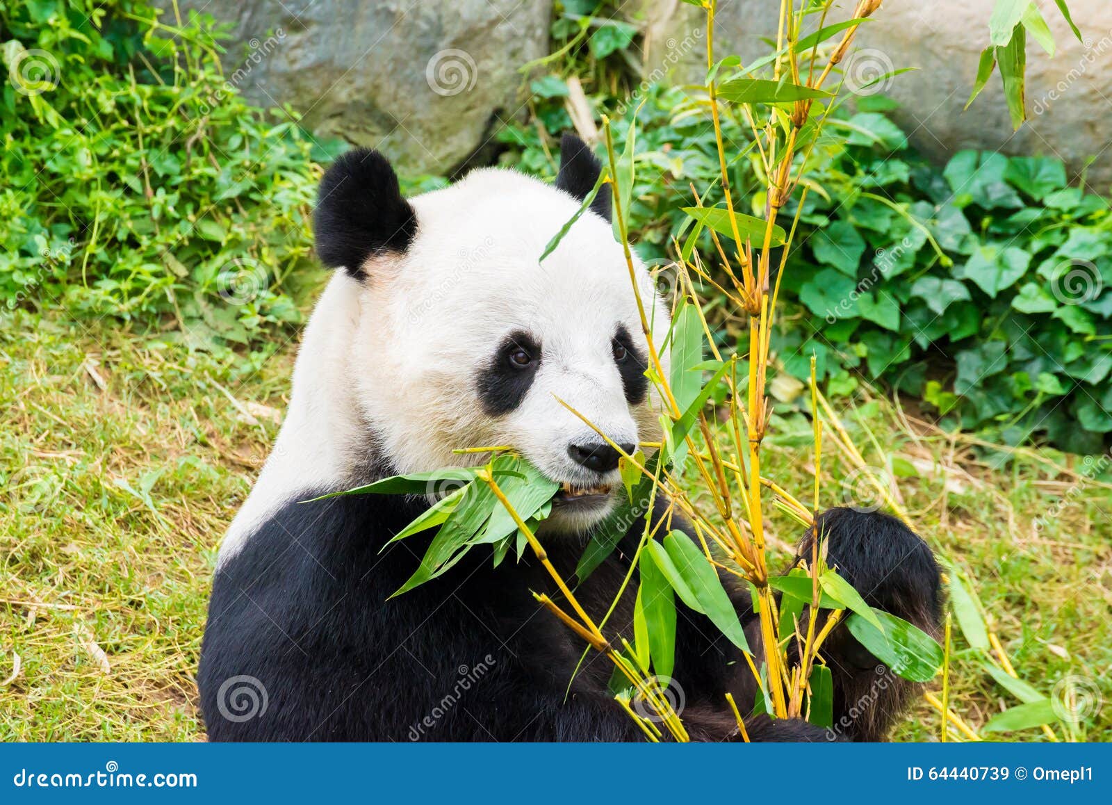 Giant Panda stock image. Image of china, exotic, mammal - 64440739