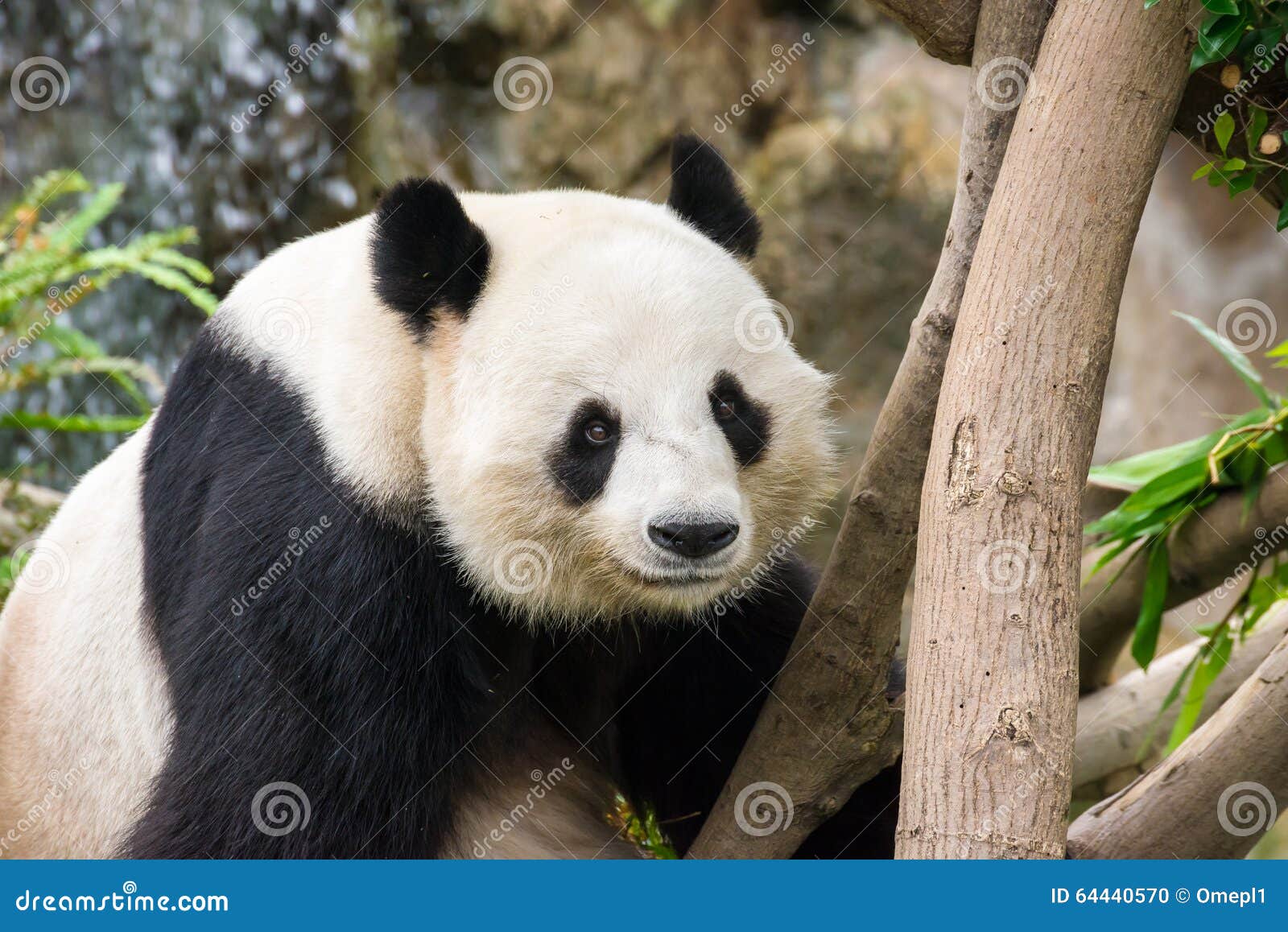 Giant Panda stock photo. Image of face, cute, animal - 64440570