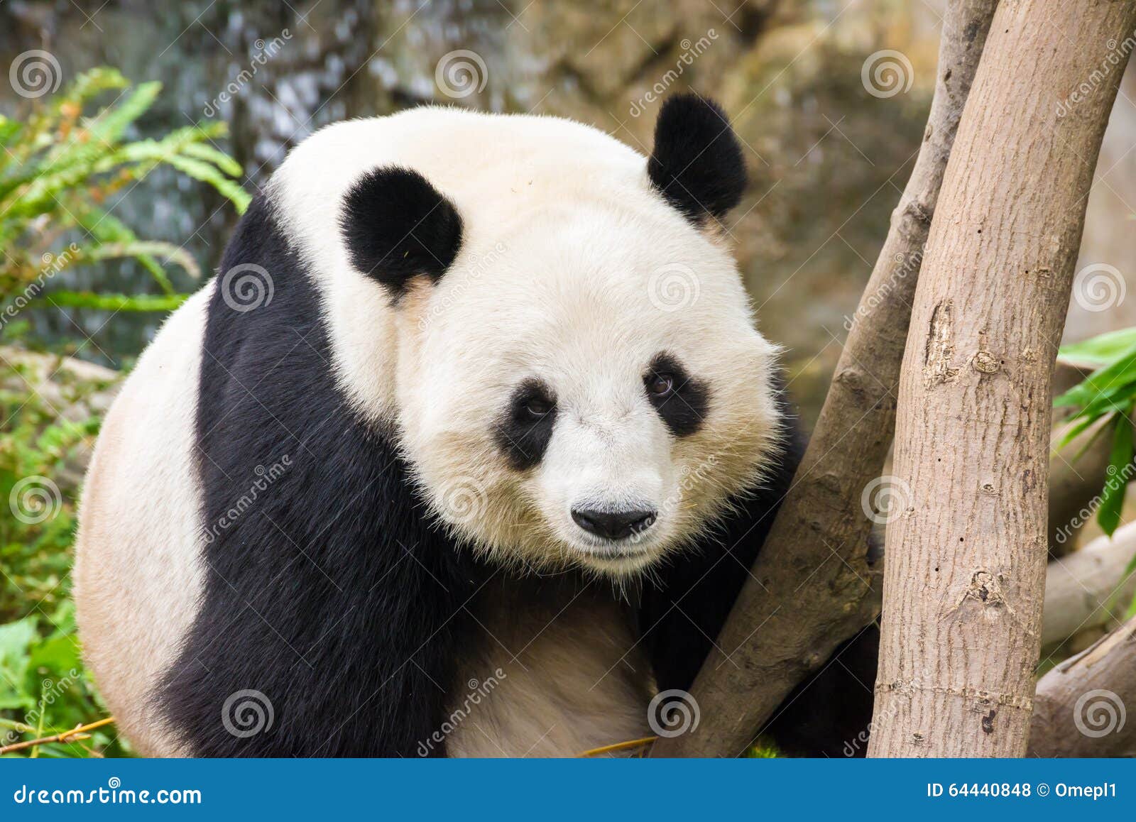 Giant Panda stock photo. Image of looking, animal, face - 64440848