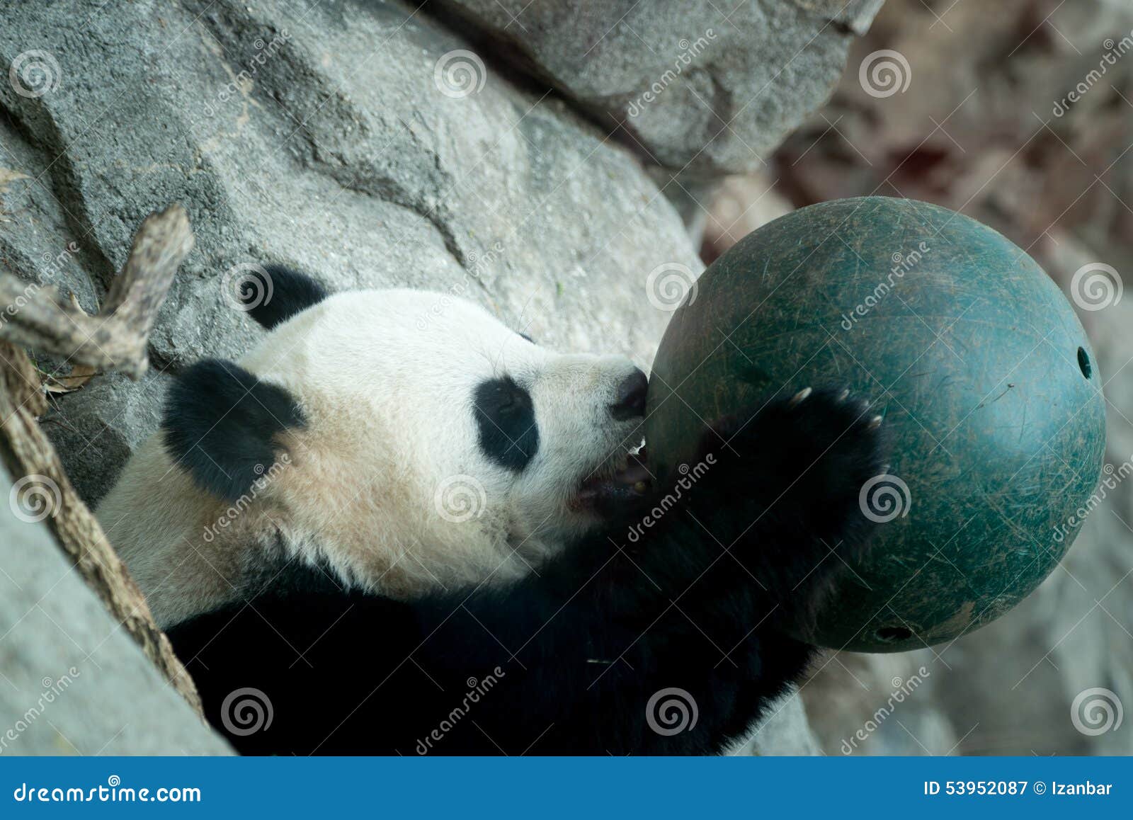 Giant Panda while Playing with a Ball Stock Image - Image of habitat ...