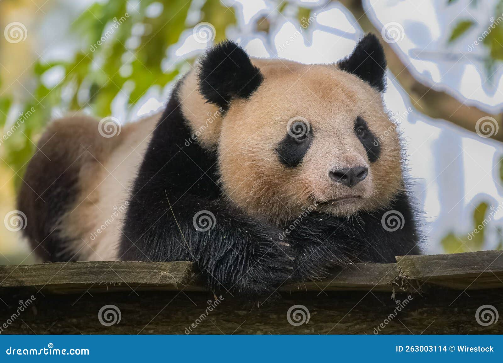 A giant panda, portrait stock photo. Image of habitat - 263003114