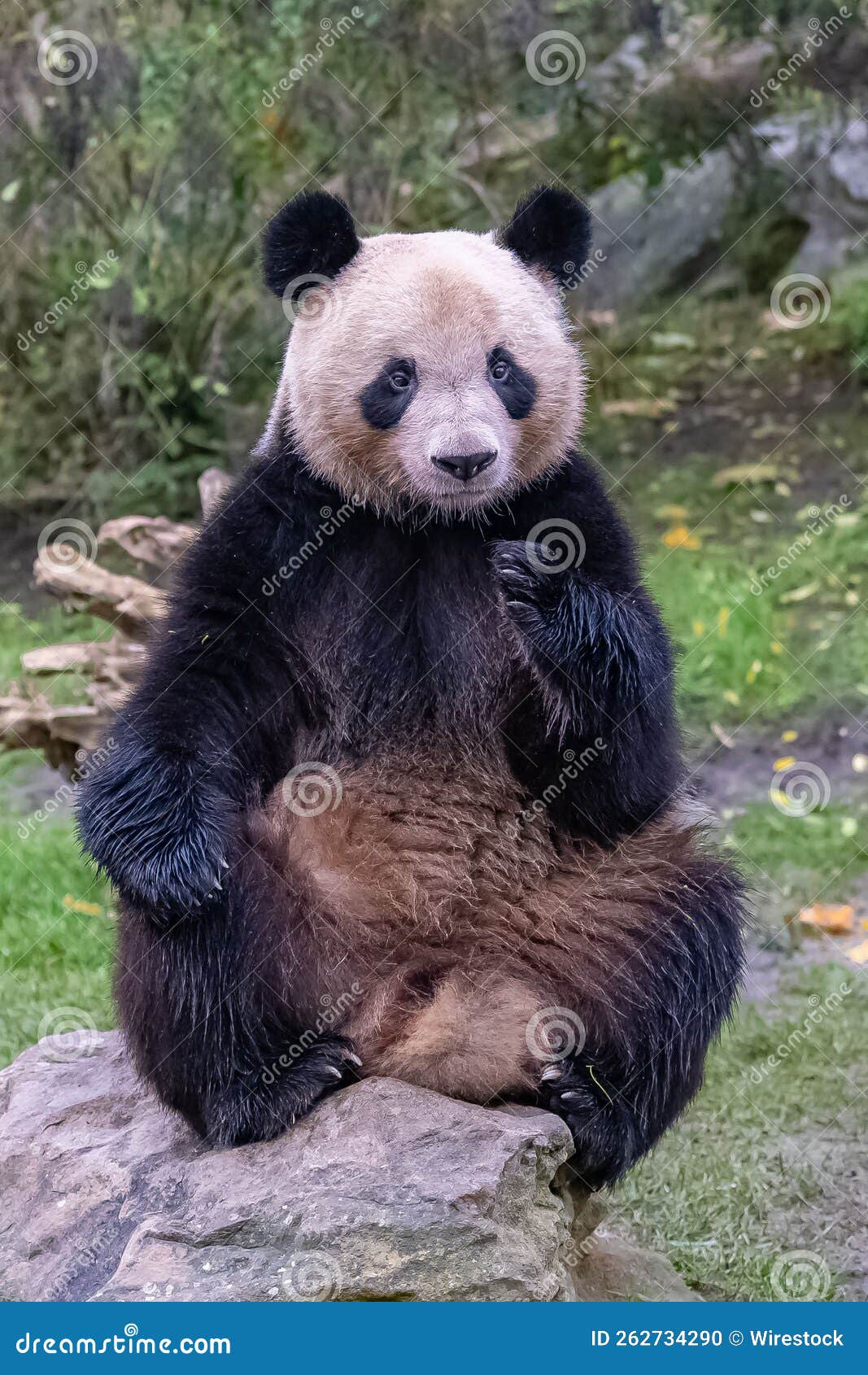 A giant panda, portrait stock photo. Image of bear, black - 262734290