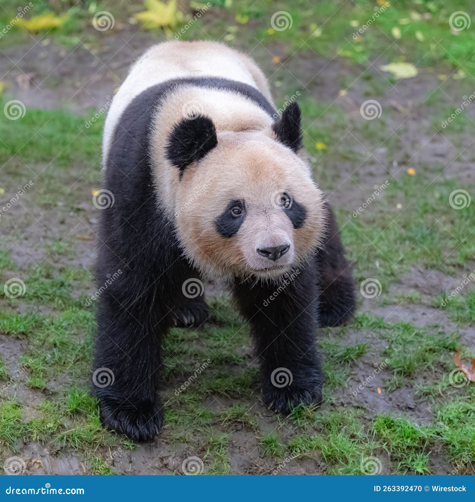 A giant panda, portrait stock photo. Image of white - 263392470