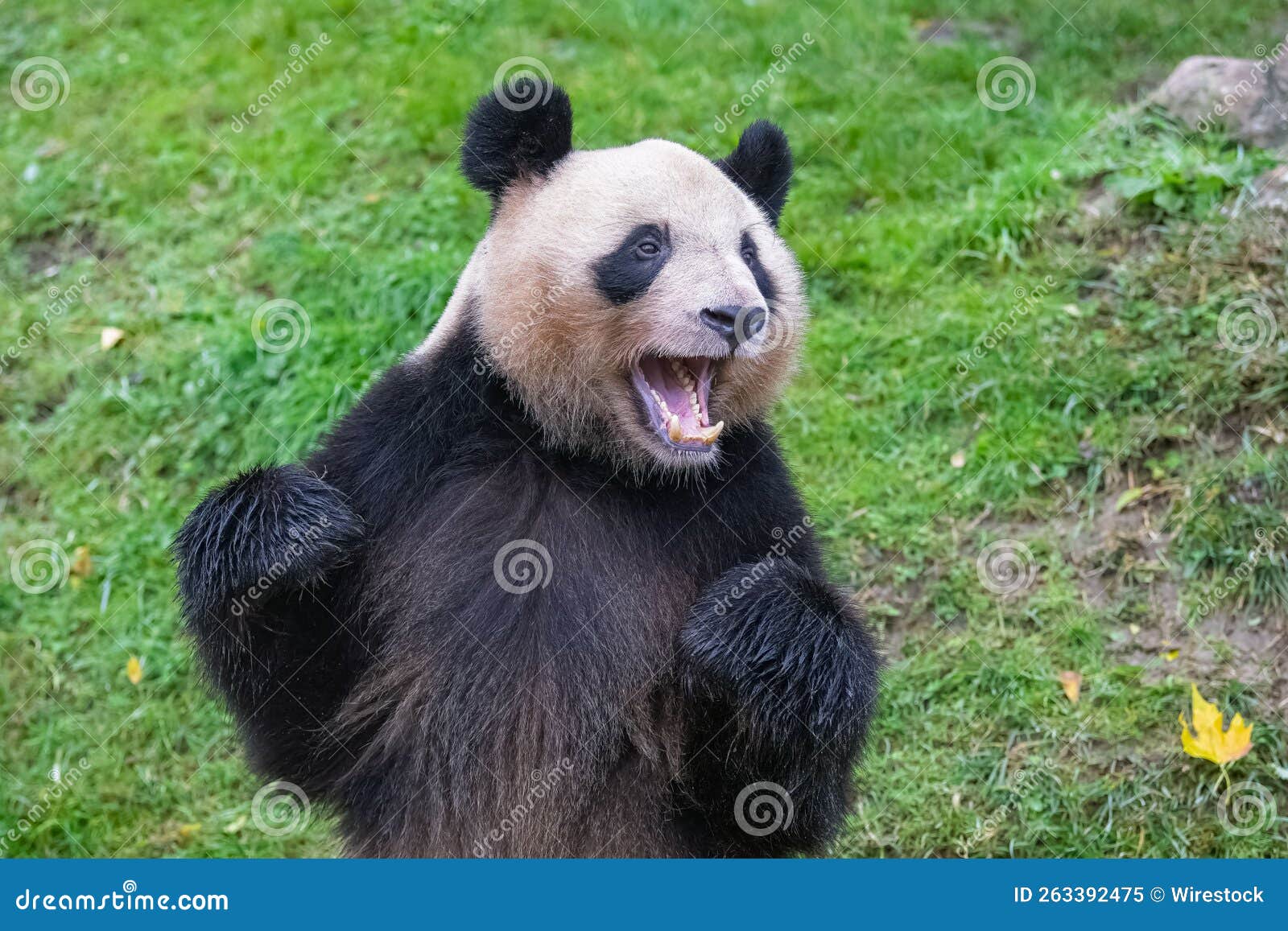 A giant panda, portrait stock image. Image of grass - 263392475