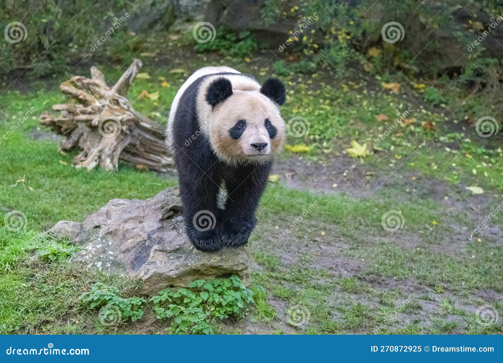 A giant panda, portrait stock image. Image of endangered - 270872925