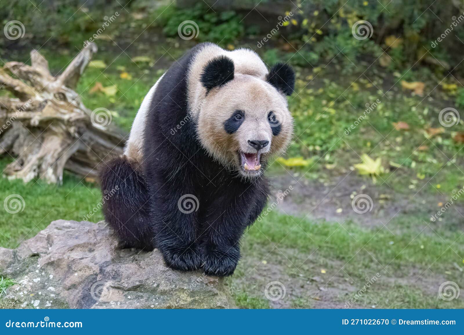 A giant panda, portrait stock photo. Image of panda - 271022670