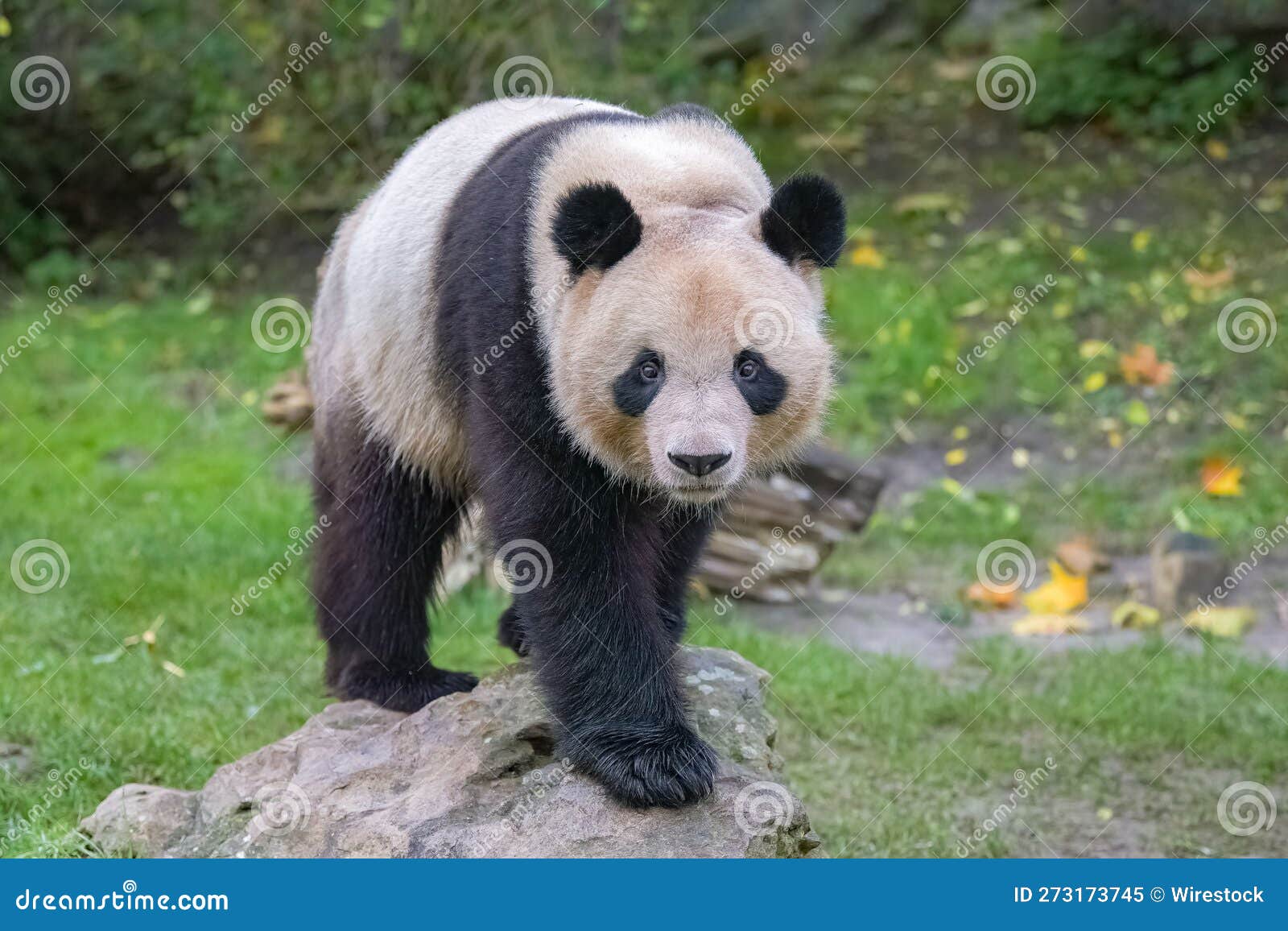 A giant panda, portrait stock image. Image of bear, china - 273173745