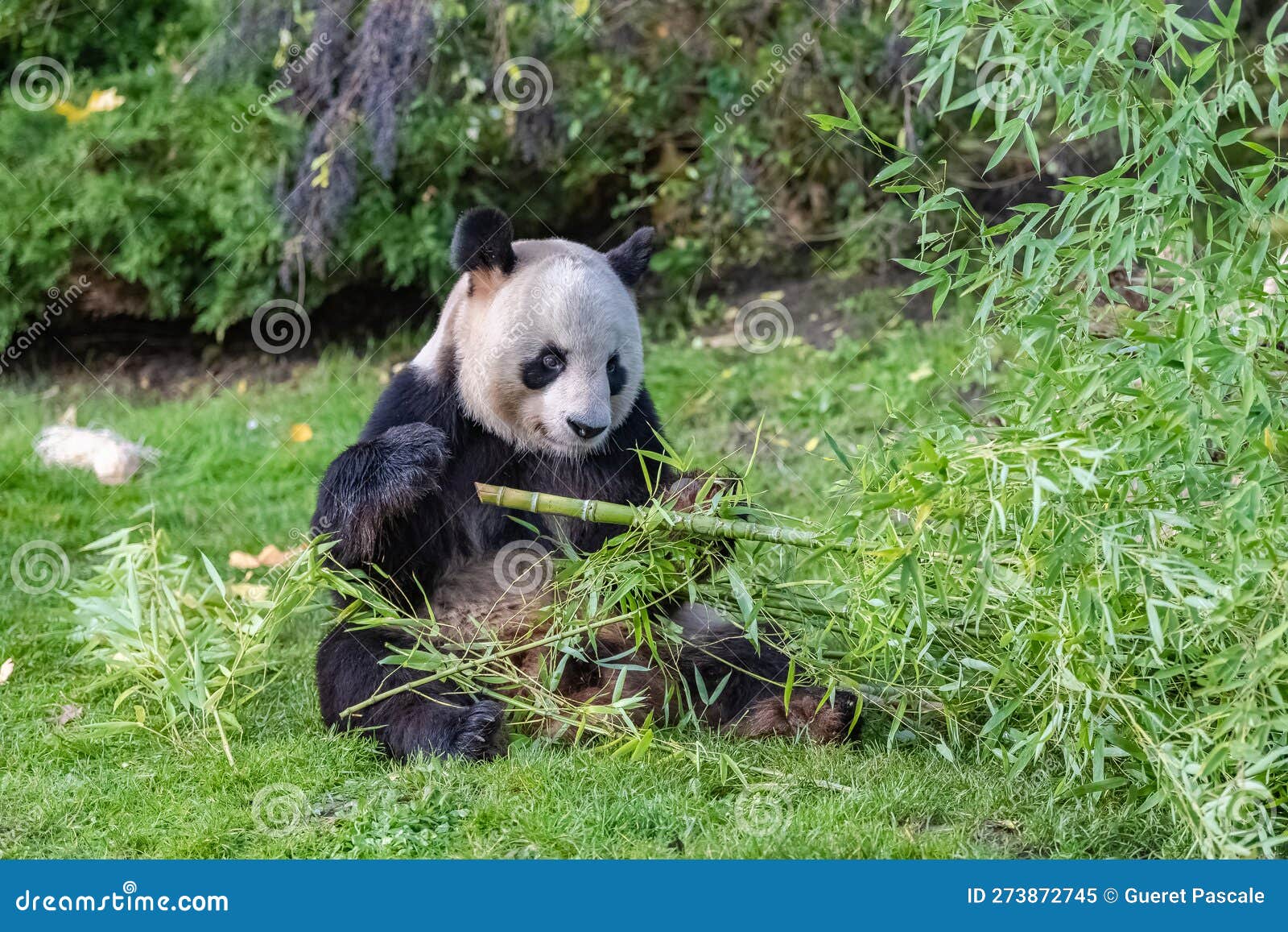 A giant panda, portrait stock image. Image of mammal - 273872745