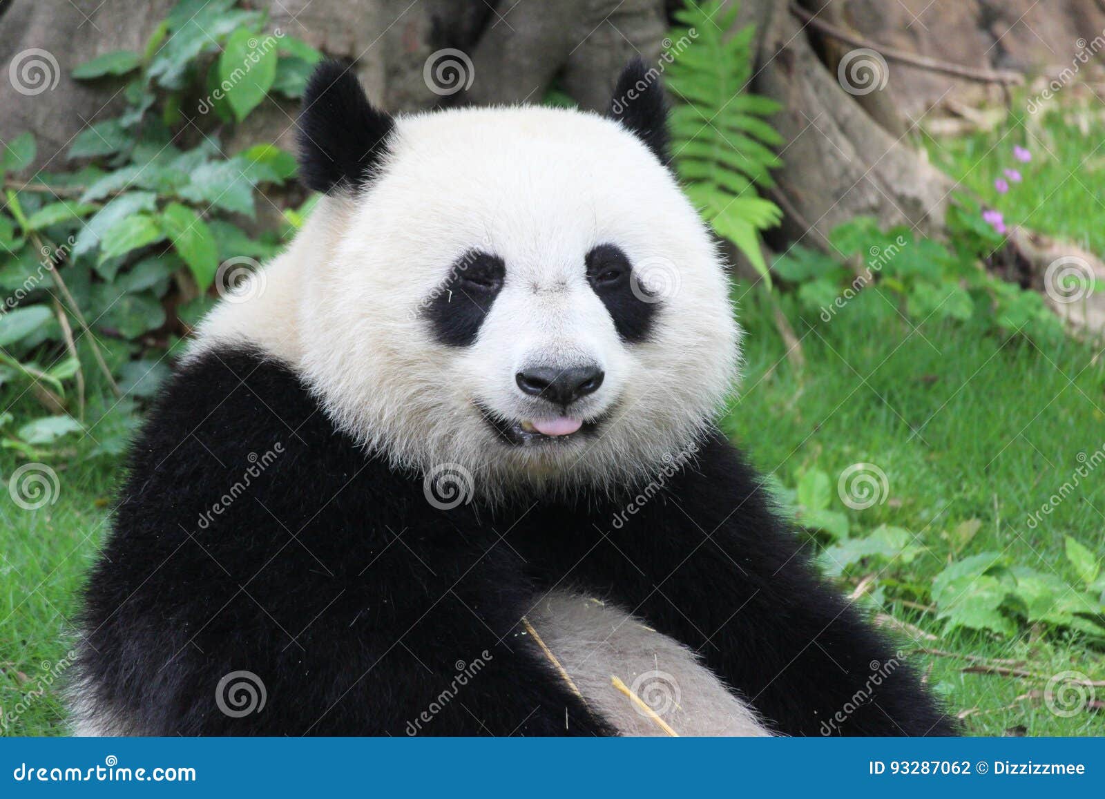 A Giant Panda is Pulling Her Tongue Stock Photo - Image of cuddly ...