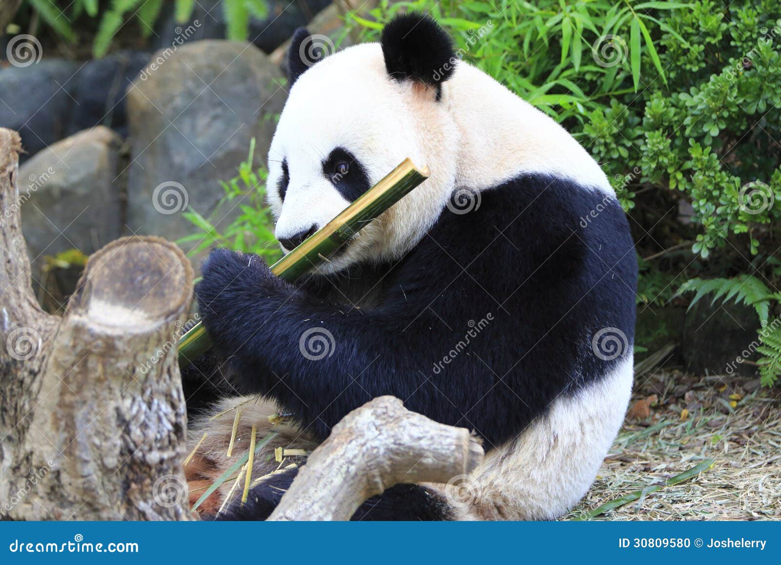 Giant Panda 2 stock photo. Image of safari, predator - 30809580