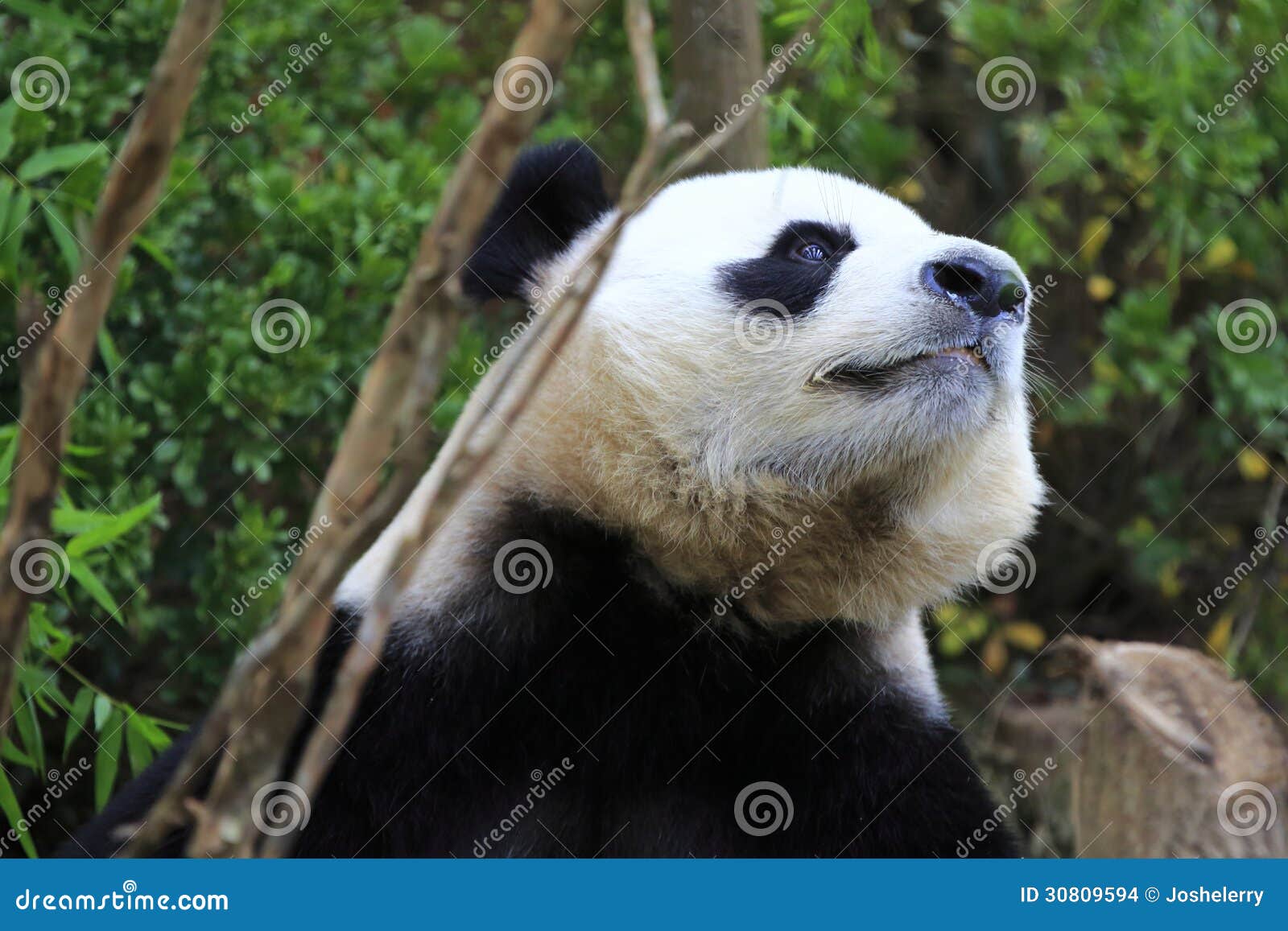 Giant Panda 4 stock photo. Image of safari, savannah - 30809594