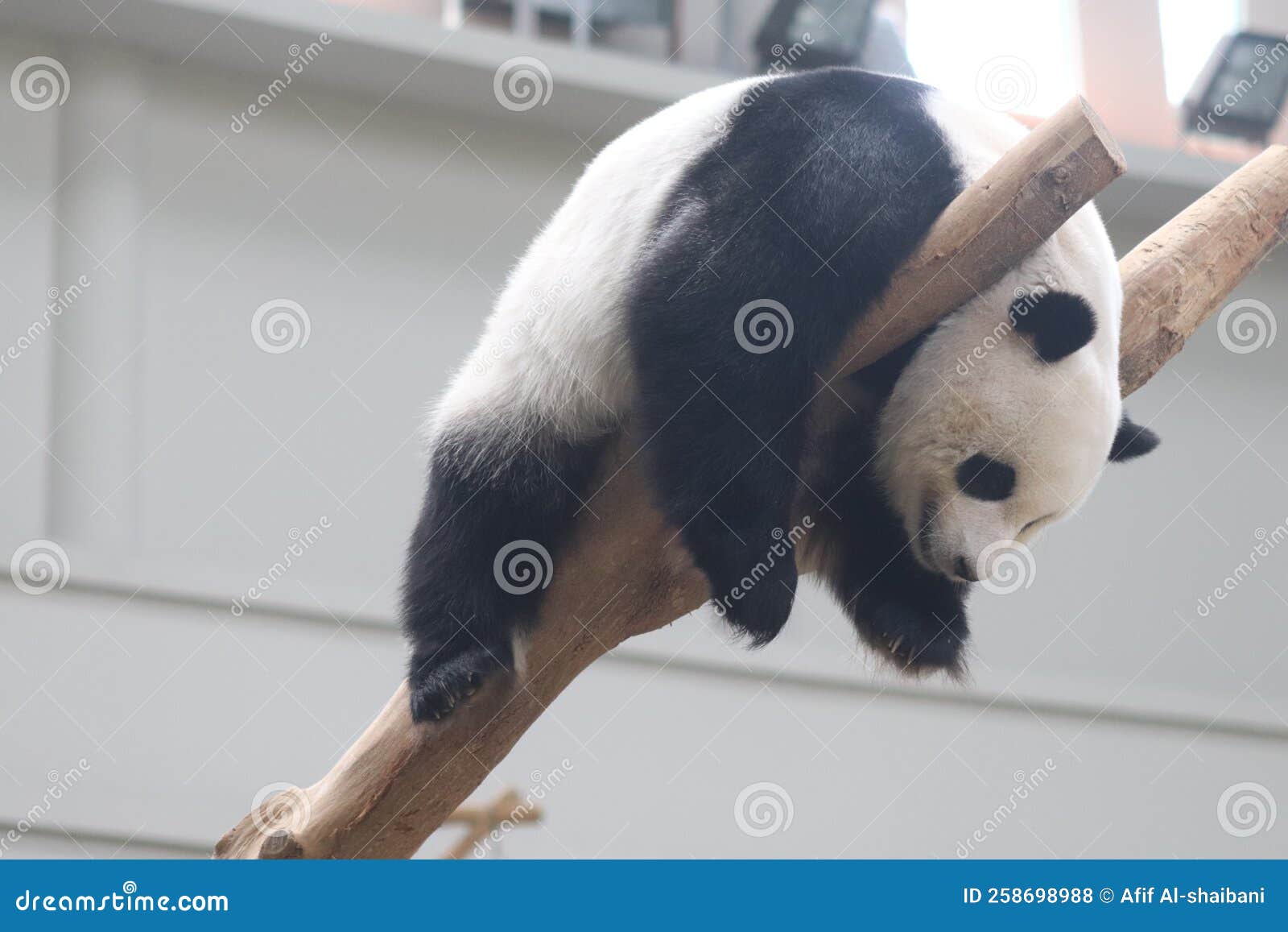 A giant panda relaxing stock photo. Image of panda, giant - 258698988
