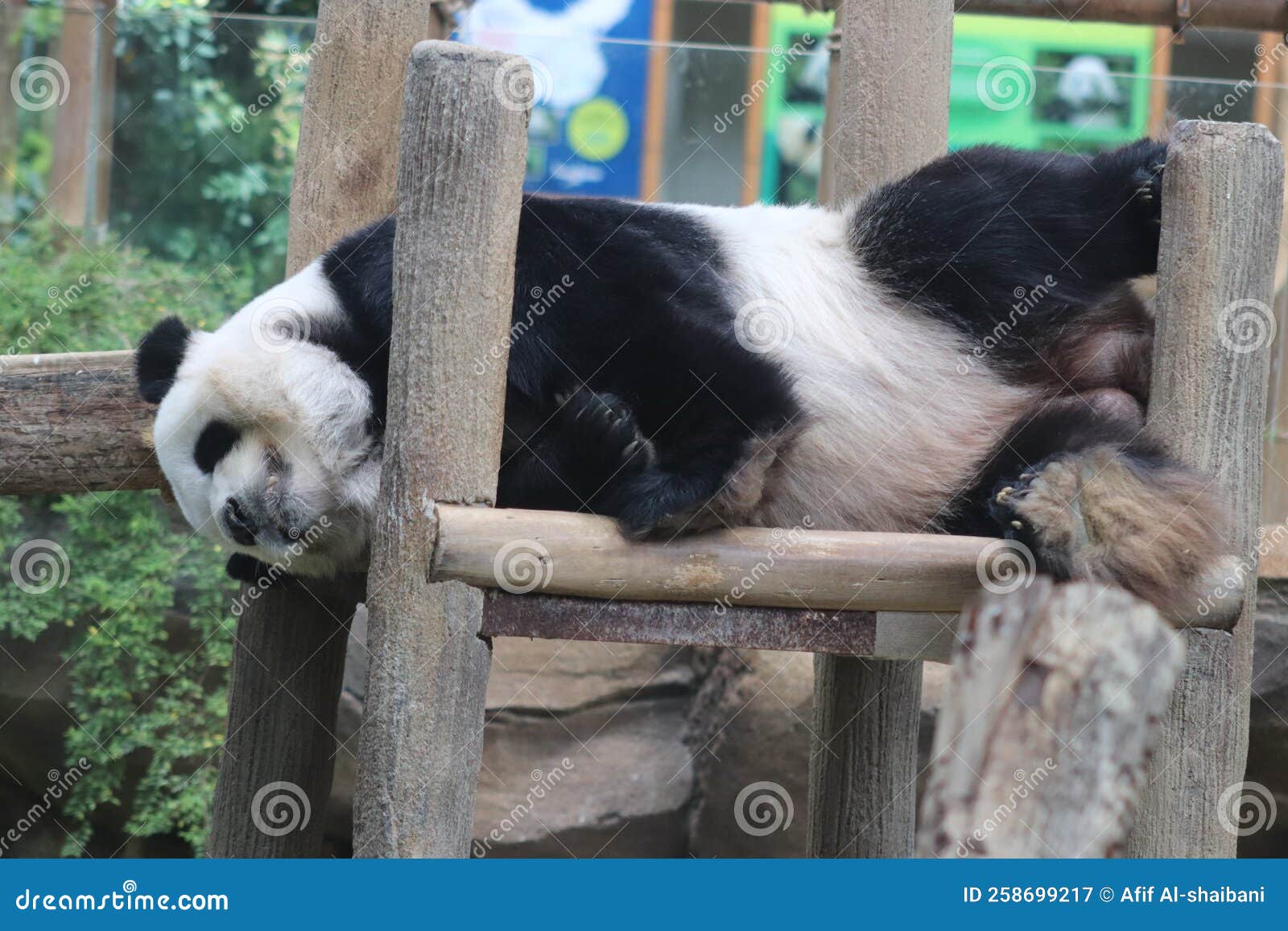 A giant panda relaxing stock image. Image of textile - 258699217