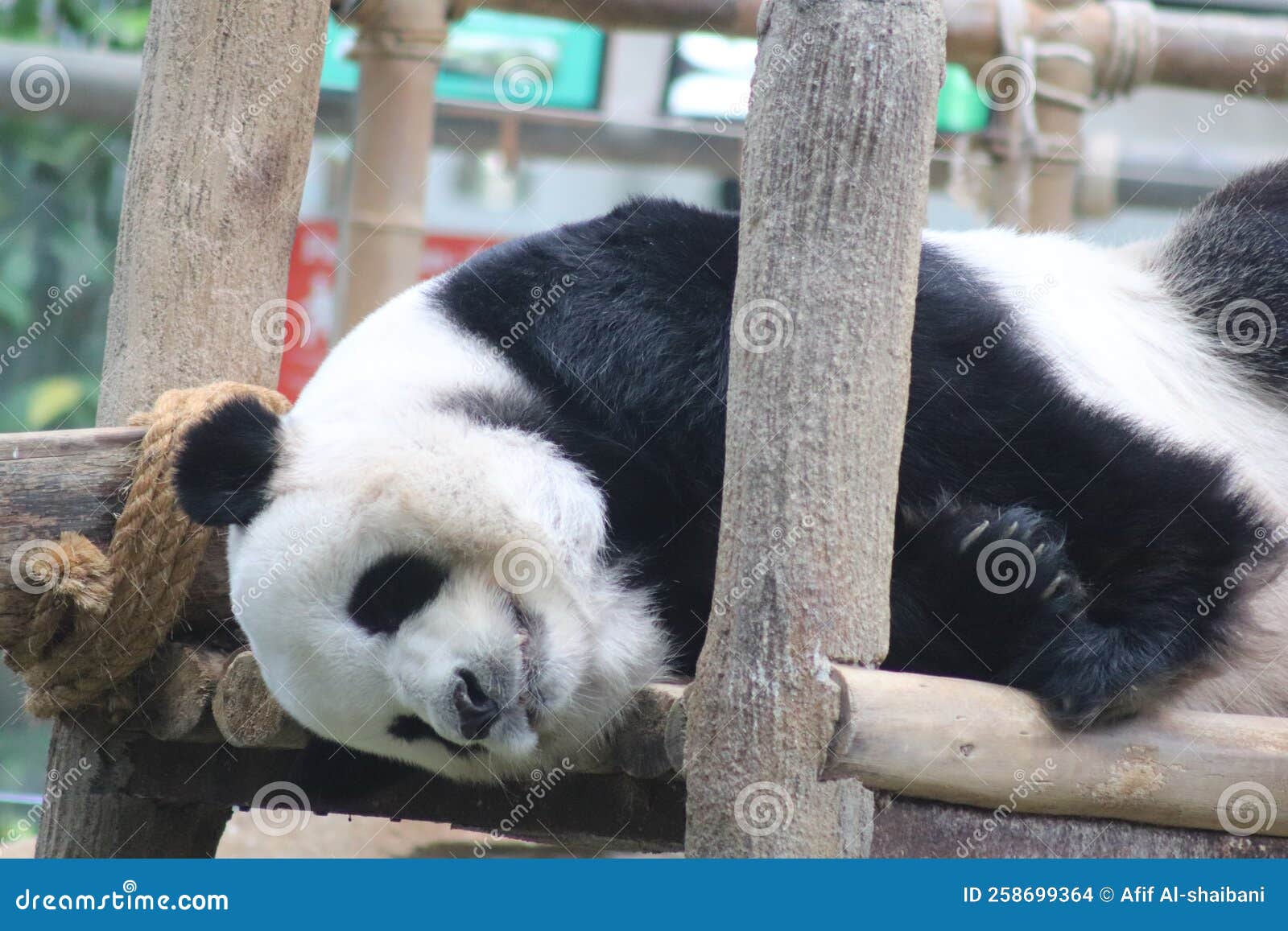 A giant panda relaxing stock photo. Image of black, brown - 258699364