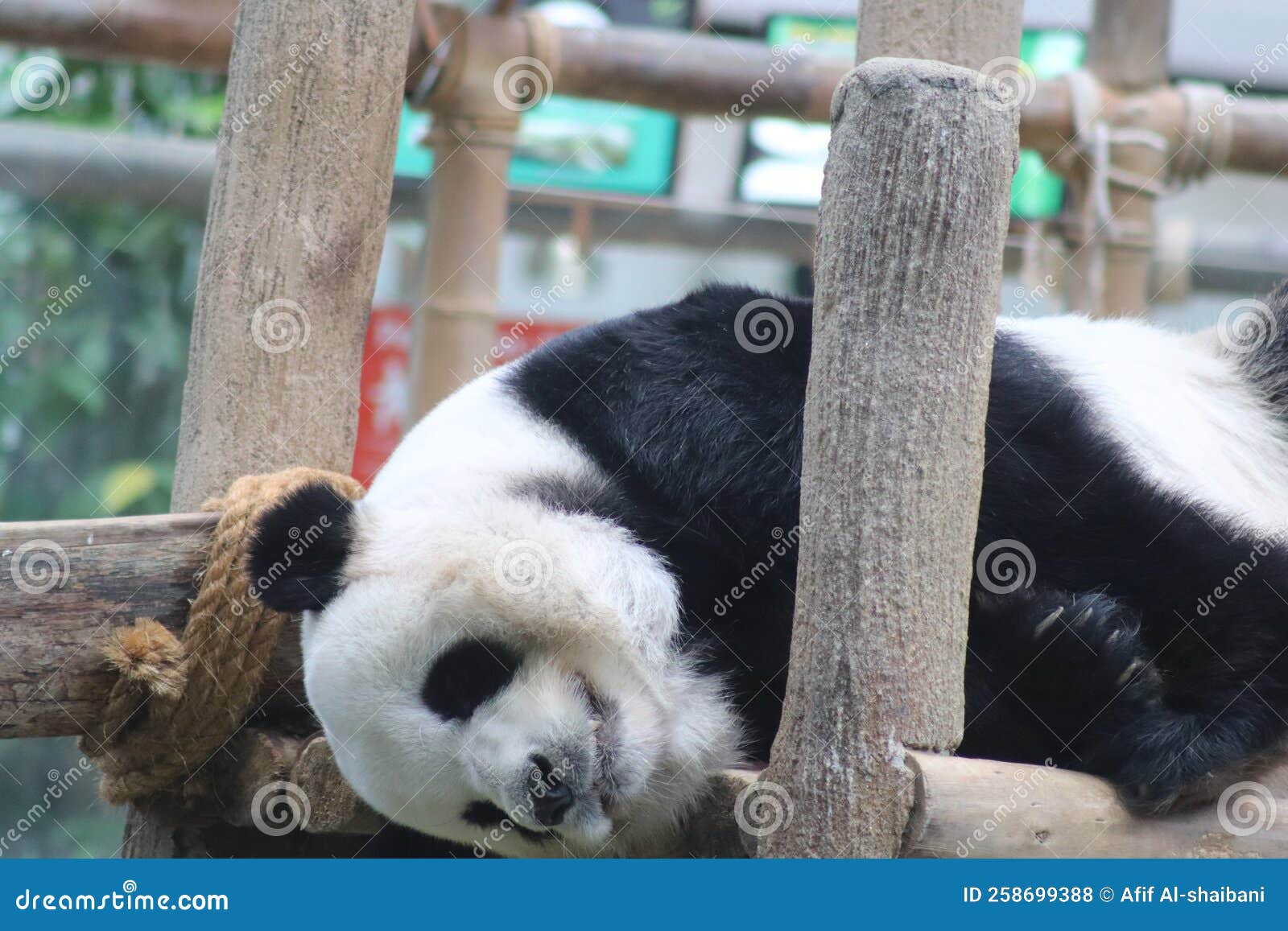 A giant panda relaxing stock photo. Image of brown, white - 258699388