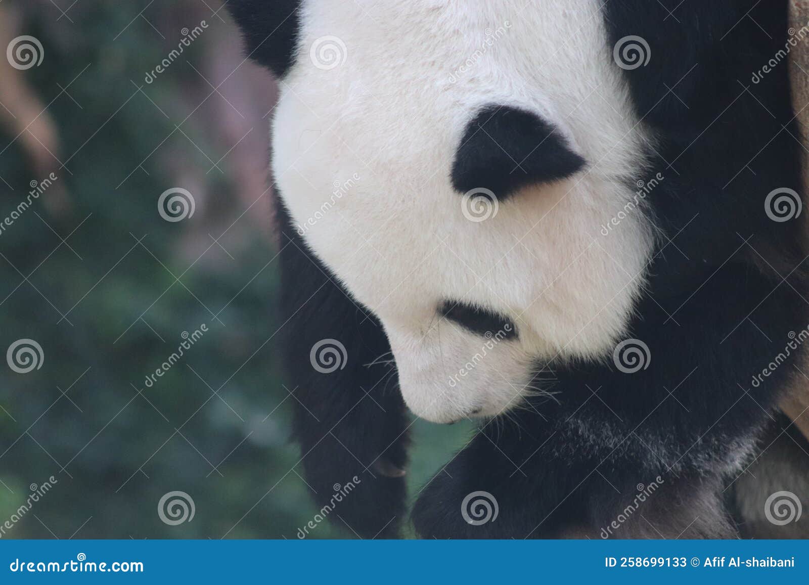 A giant panda relaxing stock image. Image of whiskers - 258699133
