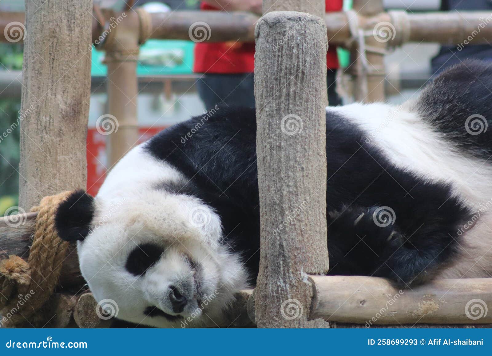 A giant panda relaxing stock image. Image of plush, textile - 258699293