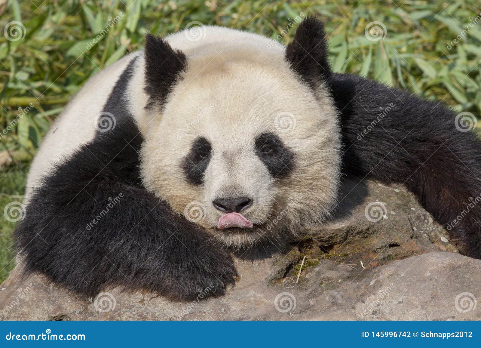 Giant Panda Relaxing on a Rock Stock Photo - Image of chengdu ...