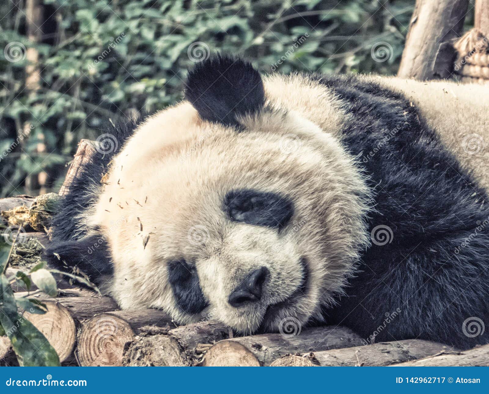 Giant Panda resting stock image. Image of chengdu, living - 142962717