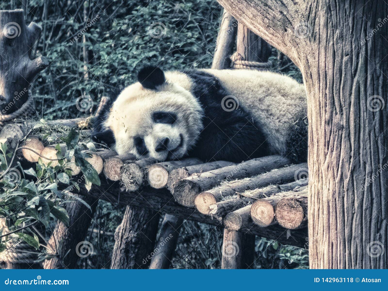Giant Panda resting stock photo. Image of population - 142963118