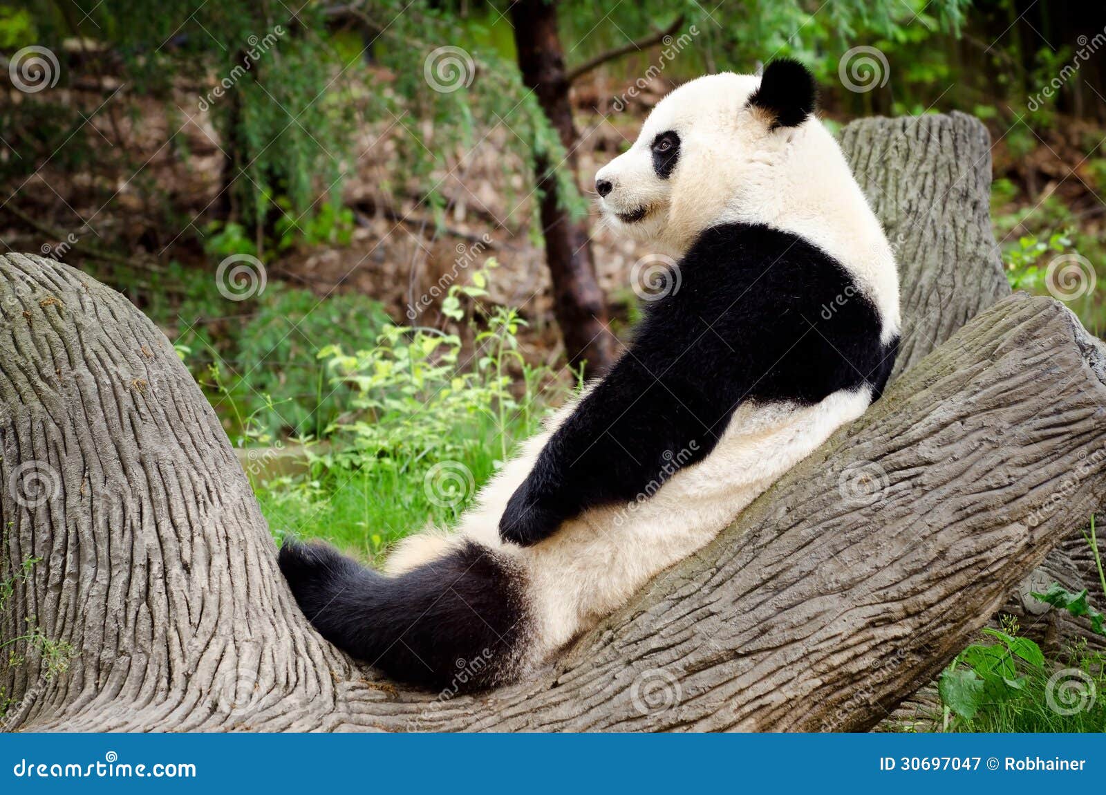 Giant panda resting stock image. Image of rare, species - 30697047