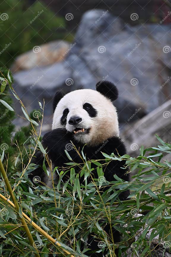 A Giant Panda Rests on a Tree Stock Photo - Image of mammal, fauna ...