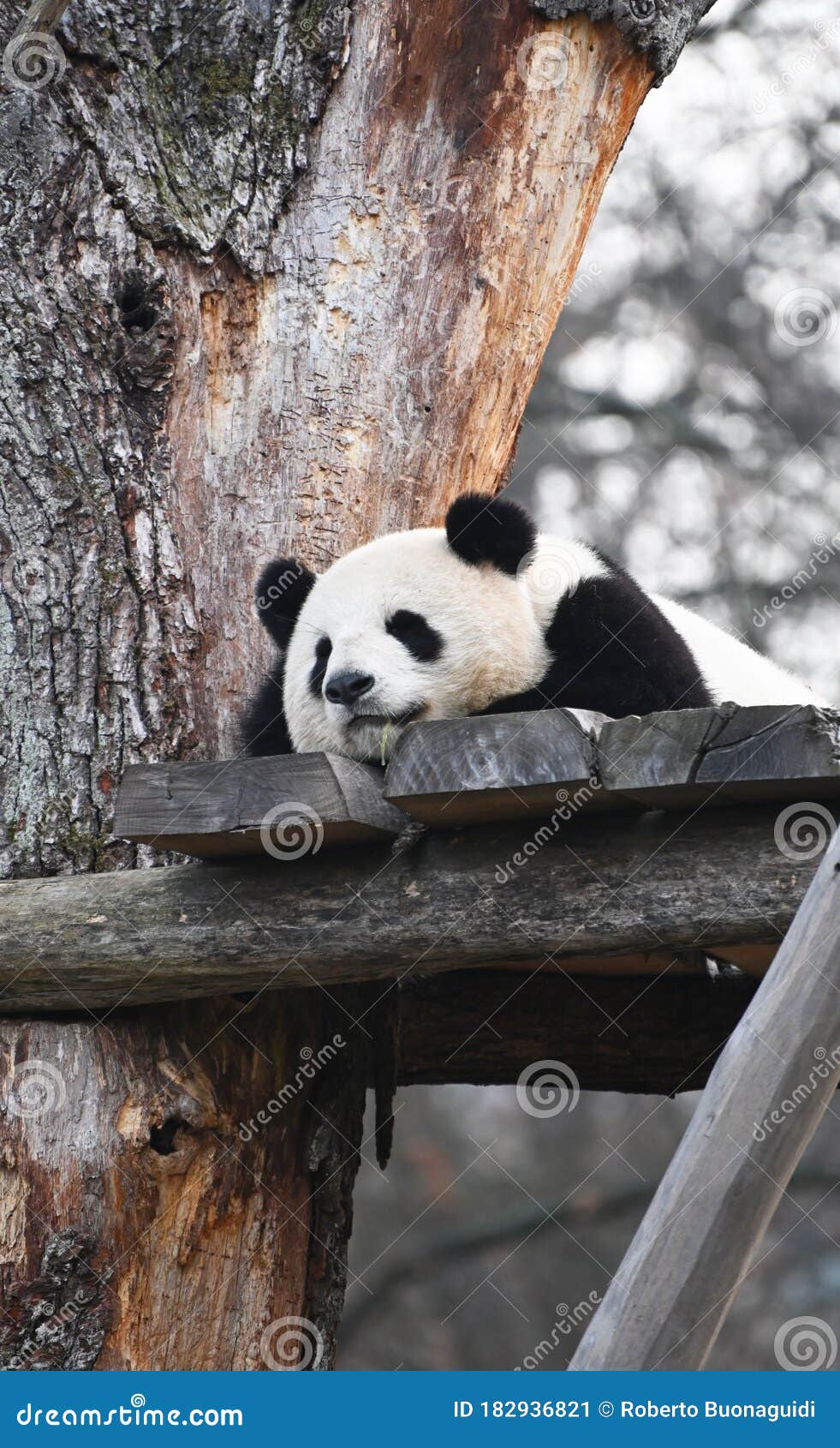 A Giant Panda Rests on a Tree Stock Image - Image of cute, asian: 182936821