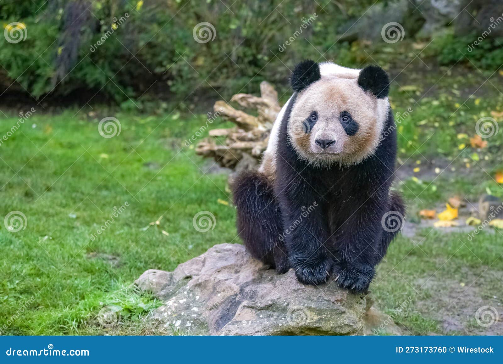 A Giant Panda Sitting on a Rock, Portrait Stock Photo - Image of ...