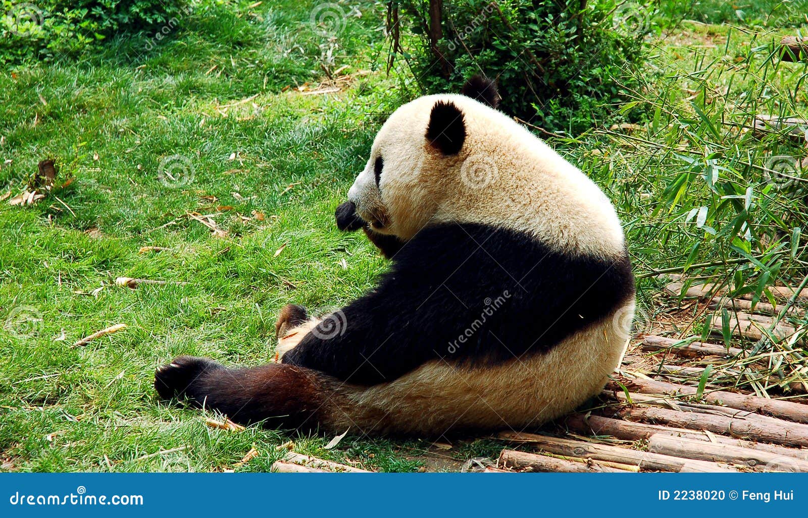 Giant panda sat in grass stock photo. Image of green, food - 2238020