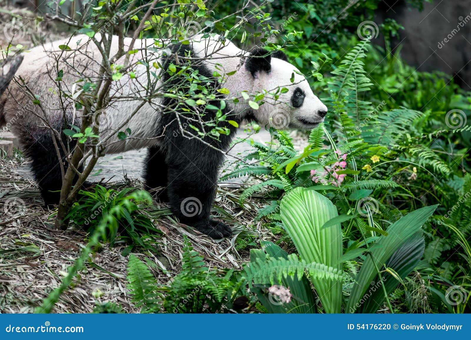 Giant panda stock photo. Image of lazy, singapore, bamboo - 54176220